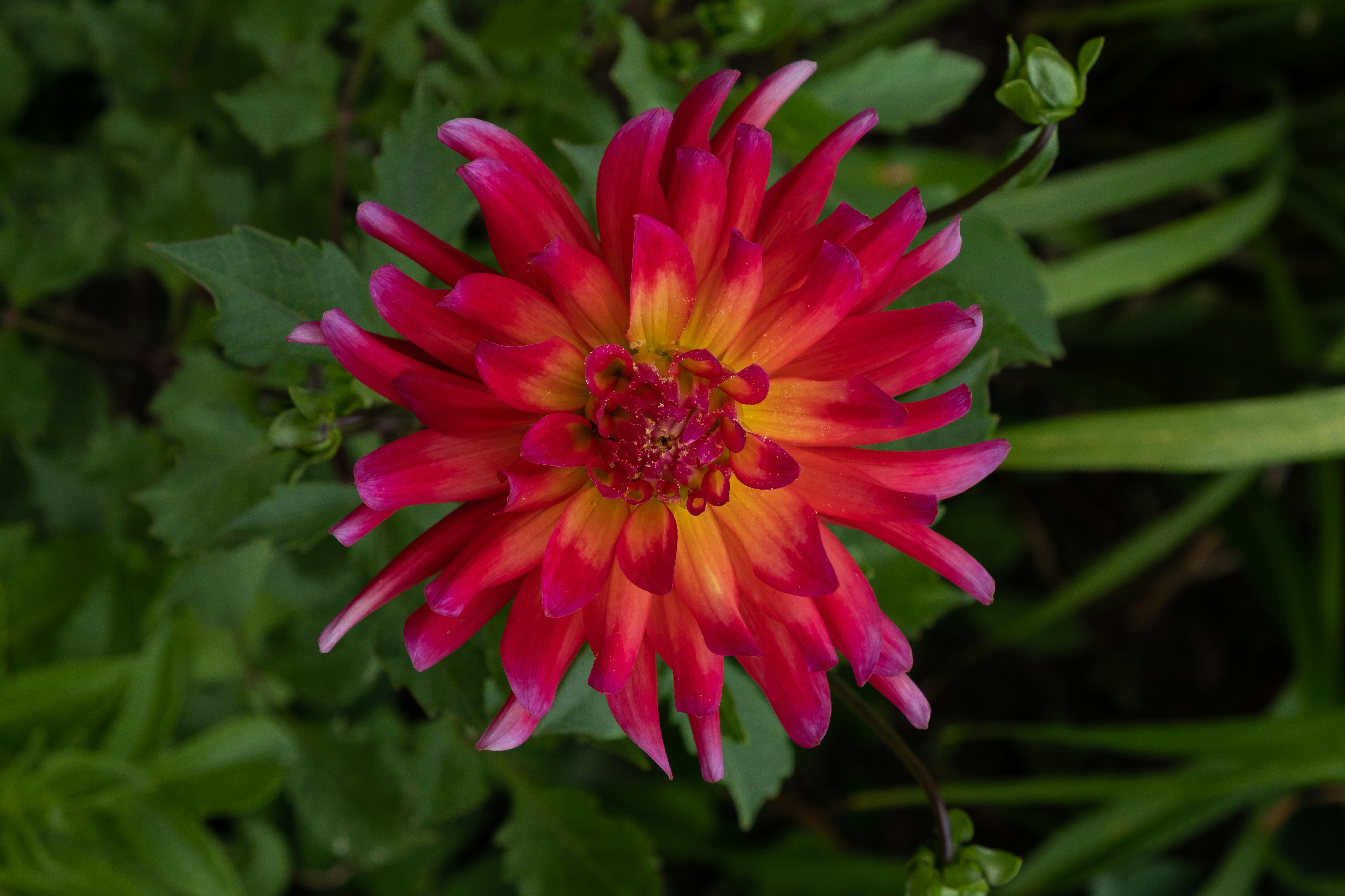 A vivid dahlia bloom showcasing a gradient of pink and yellow petals surrounded by lush green foliage.
