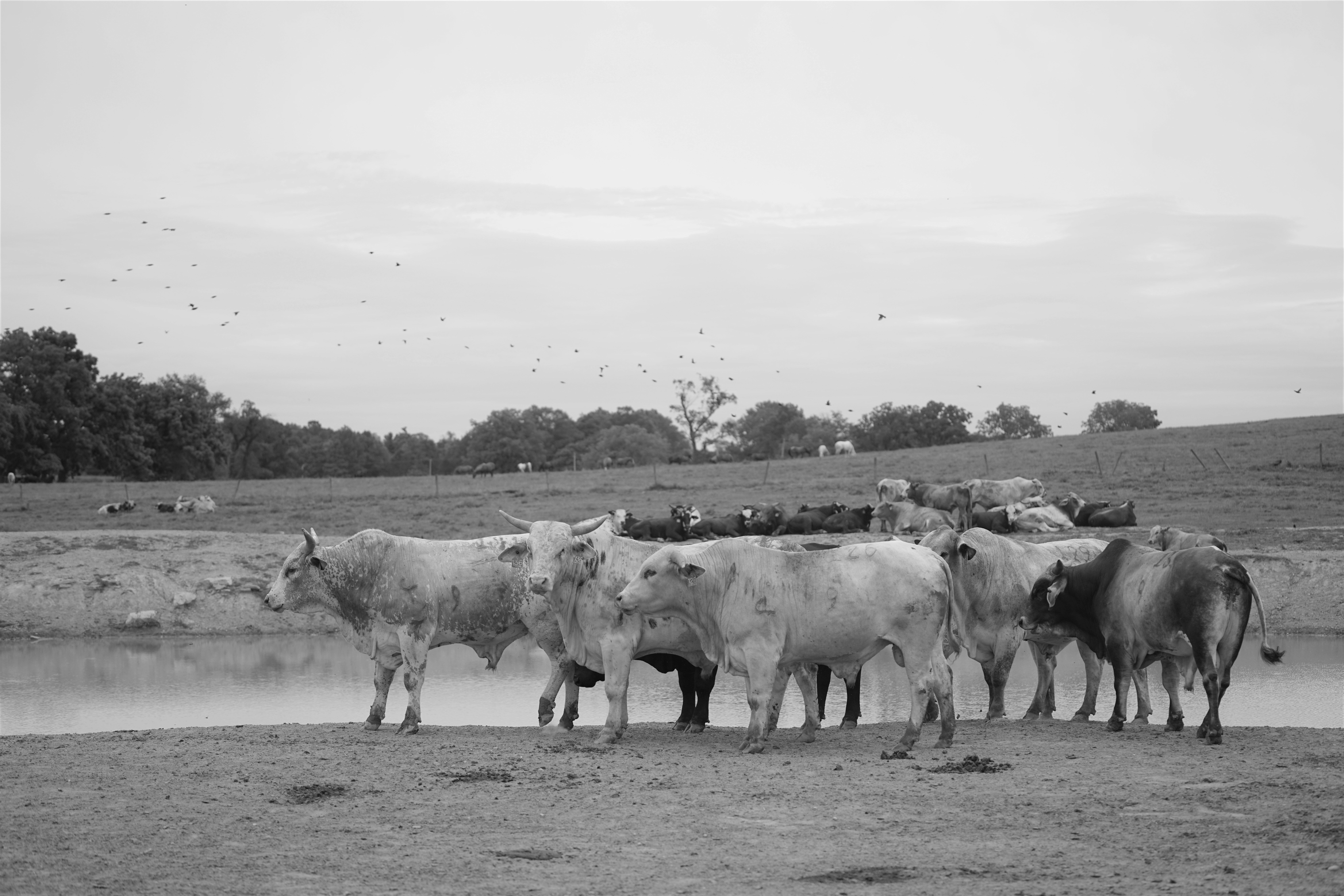Pondside Herd in Monochrome: Stillness by the Water