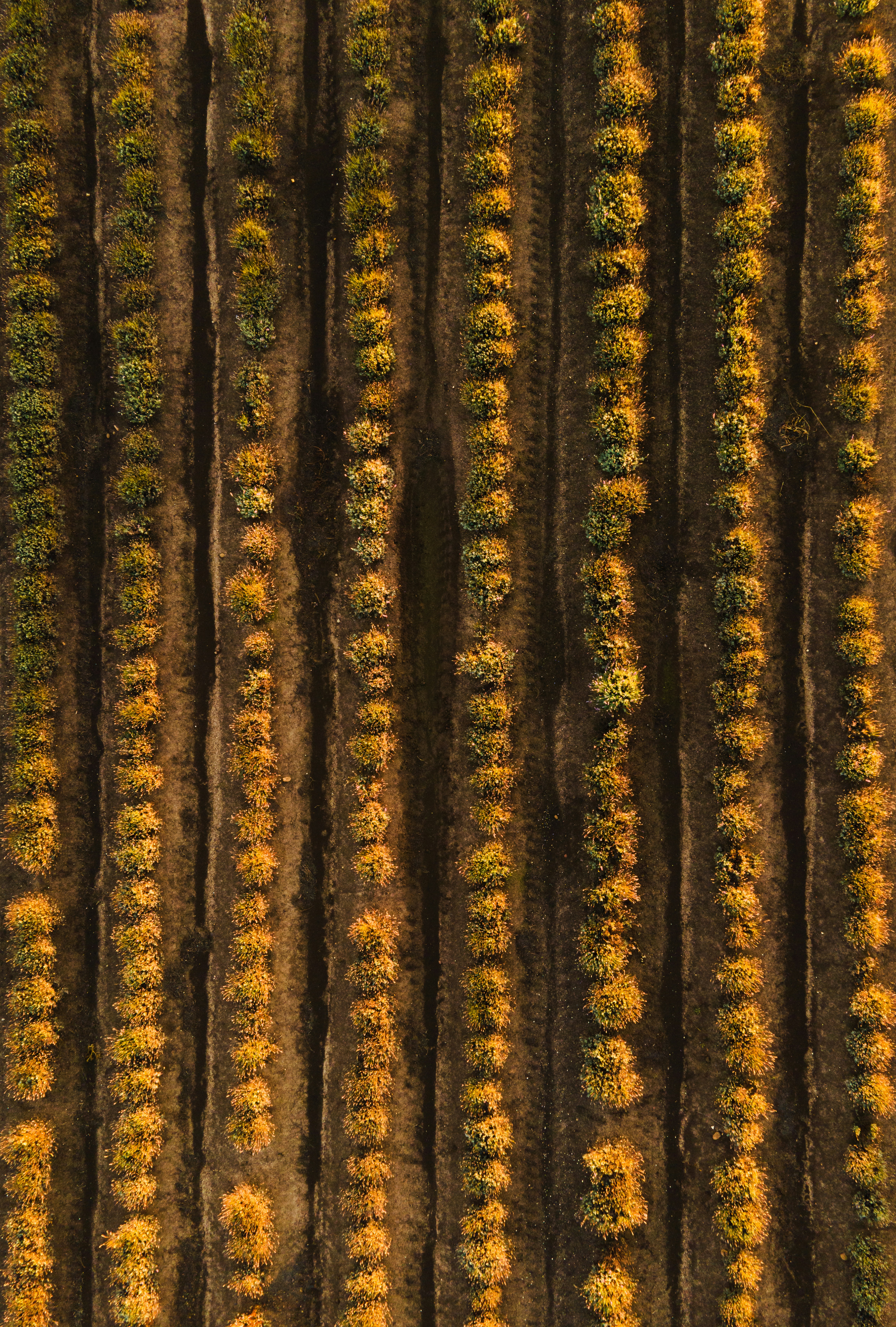 Aerial view of neatly arranged rows of golden-hued plants against dark soil, showcasing agricultural symmetry and seasonal change.