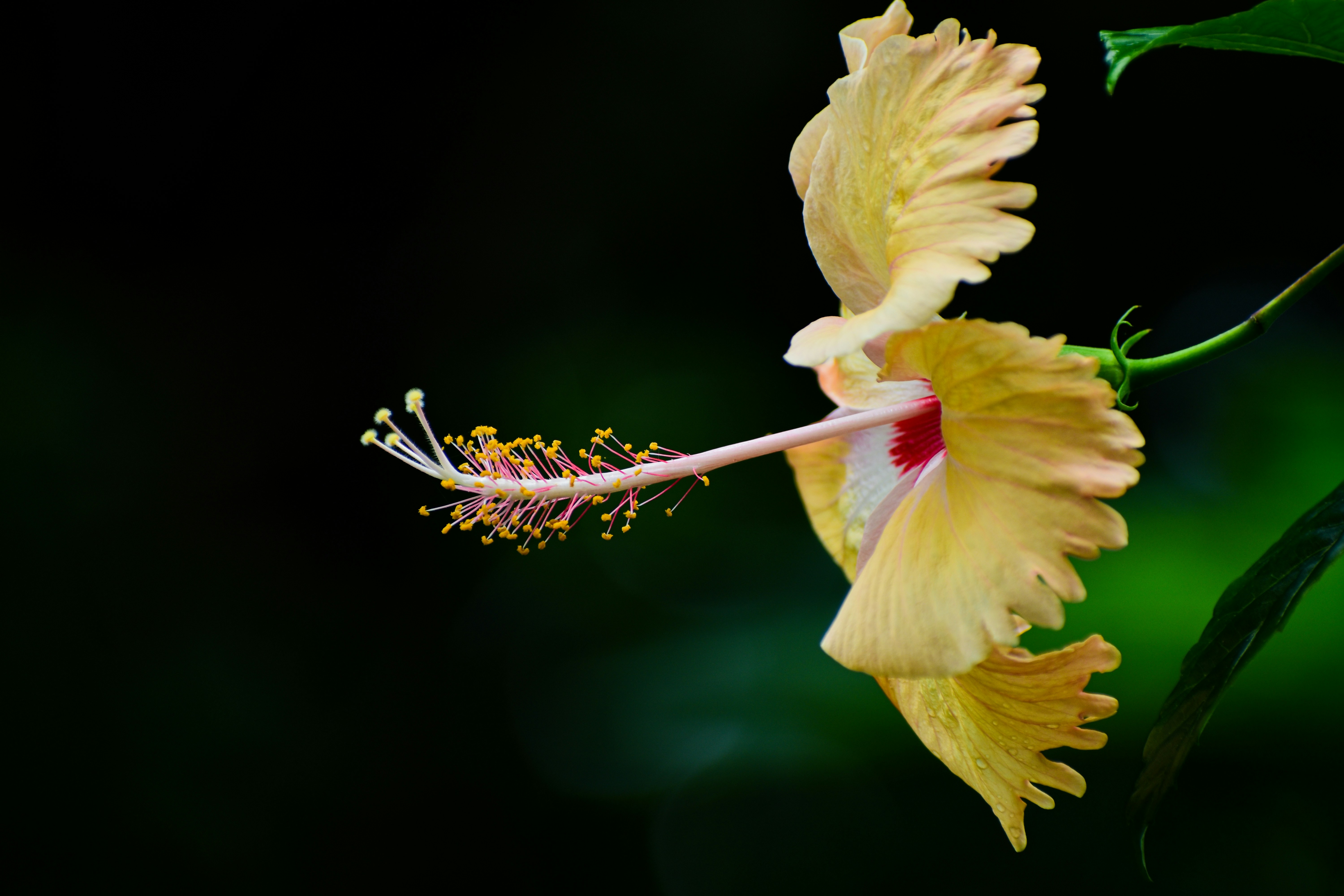 Delicate yellow hibiscus flower with intricate stamen against a softly blurred green backdrop.