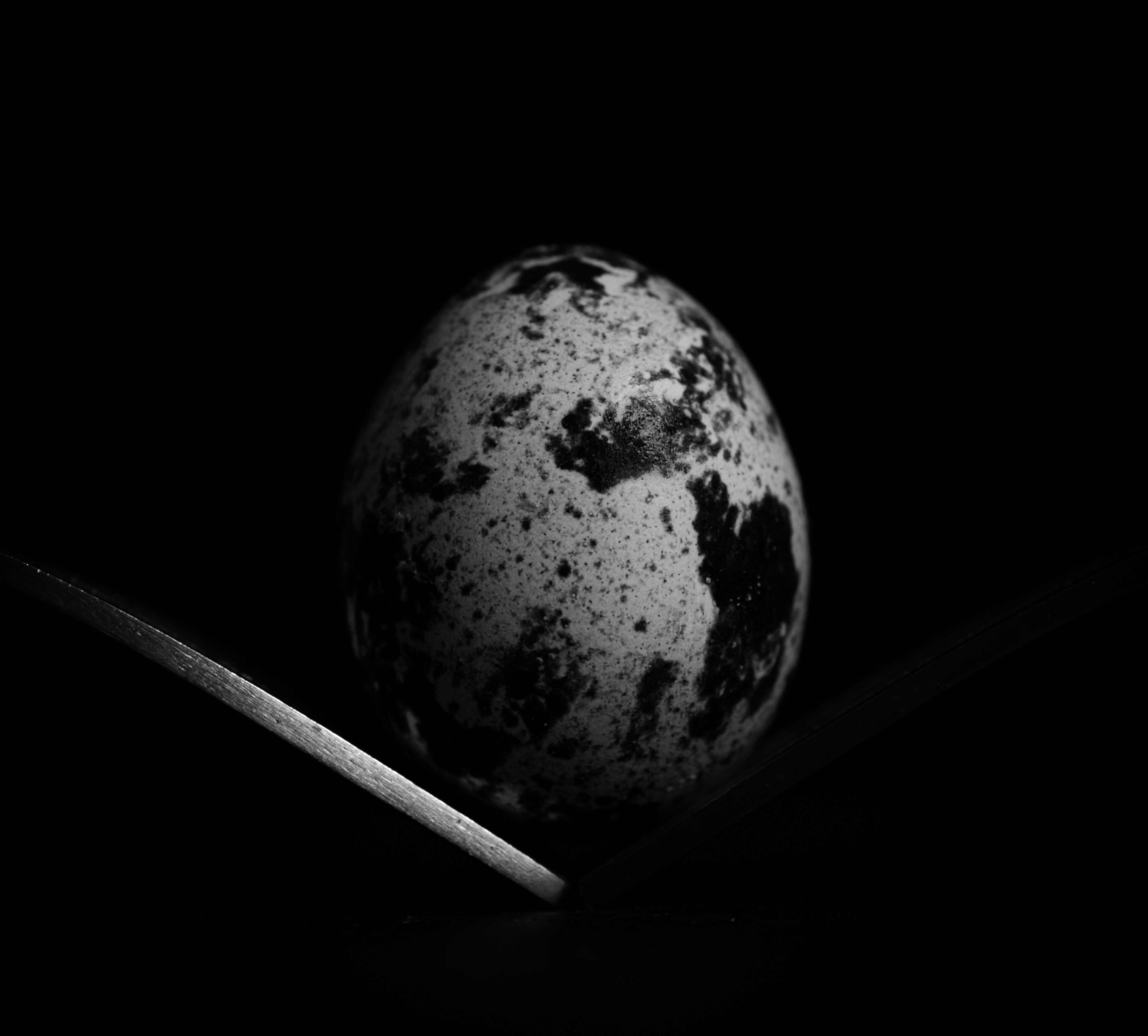 Speckled Egg in a Sliver of Light