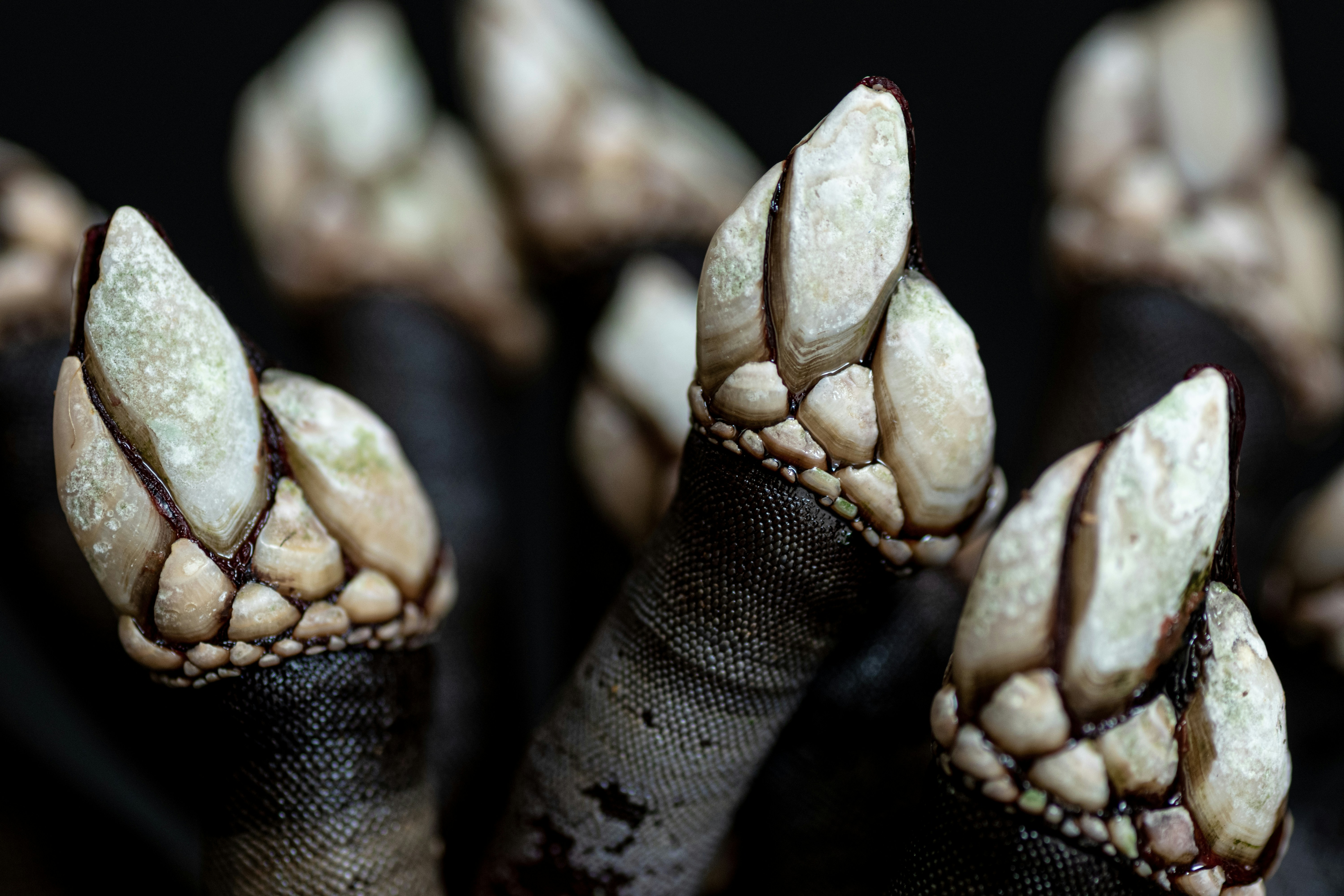Velvet-Clad Claws: A Macro Portrait of Night-Tipped Appendages