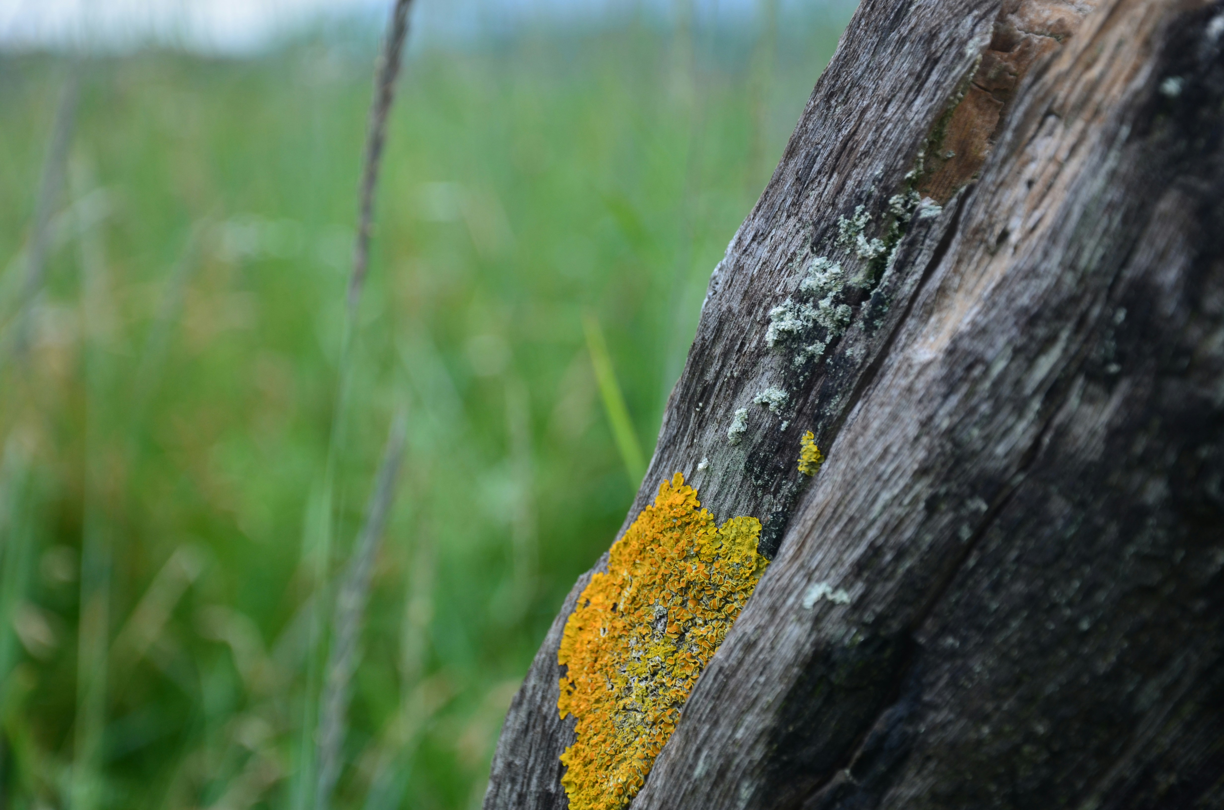 Amber Lichen on Weathered Bark: a Quiet Meadow Macro