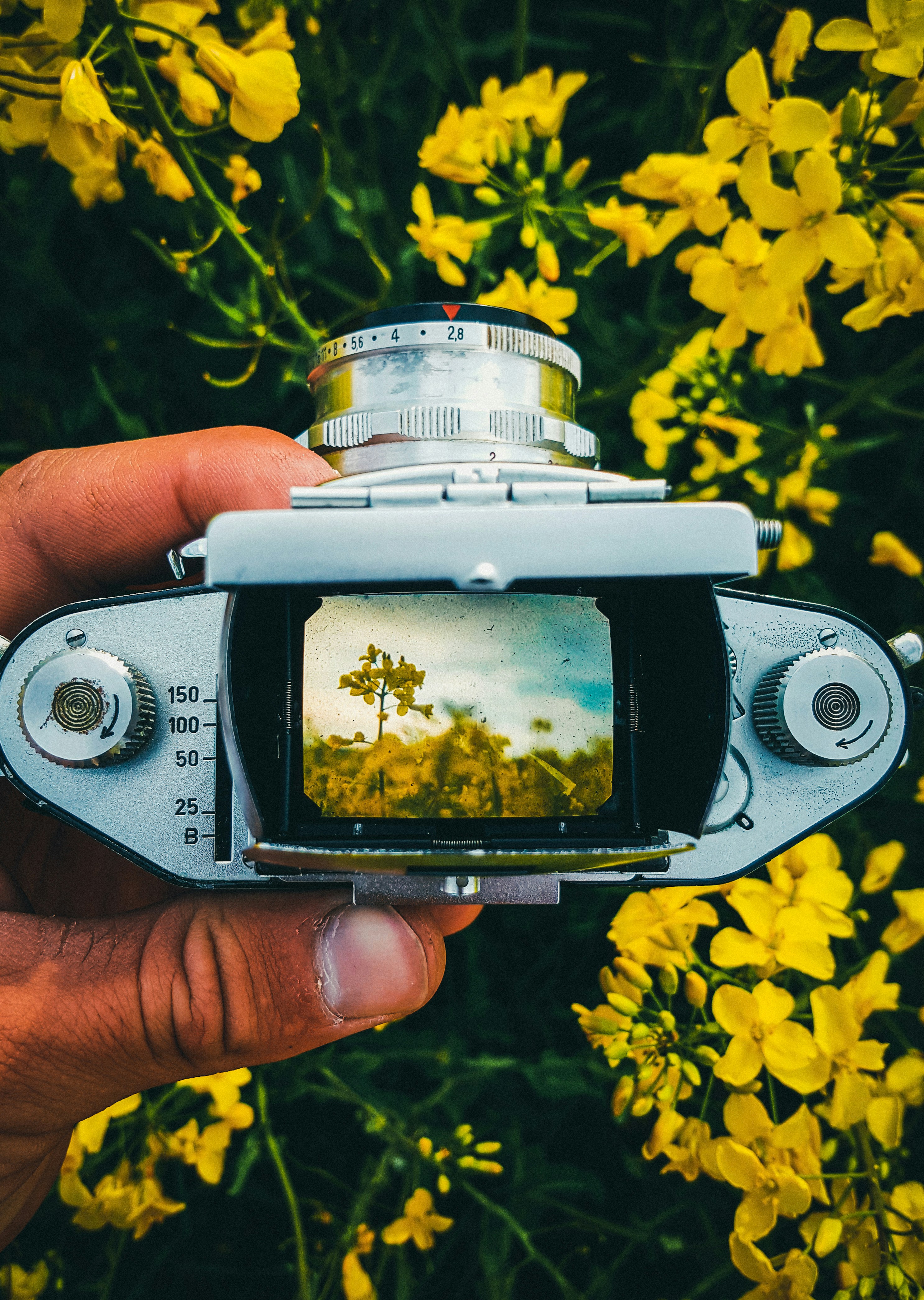 A vintage camera held above a field of yellow flowers, showcasing a reflection of the blossoms in its viewfinder.