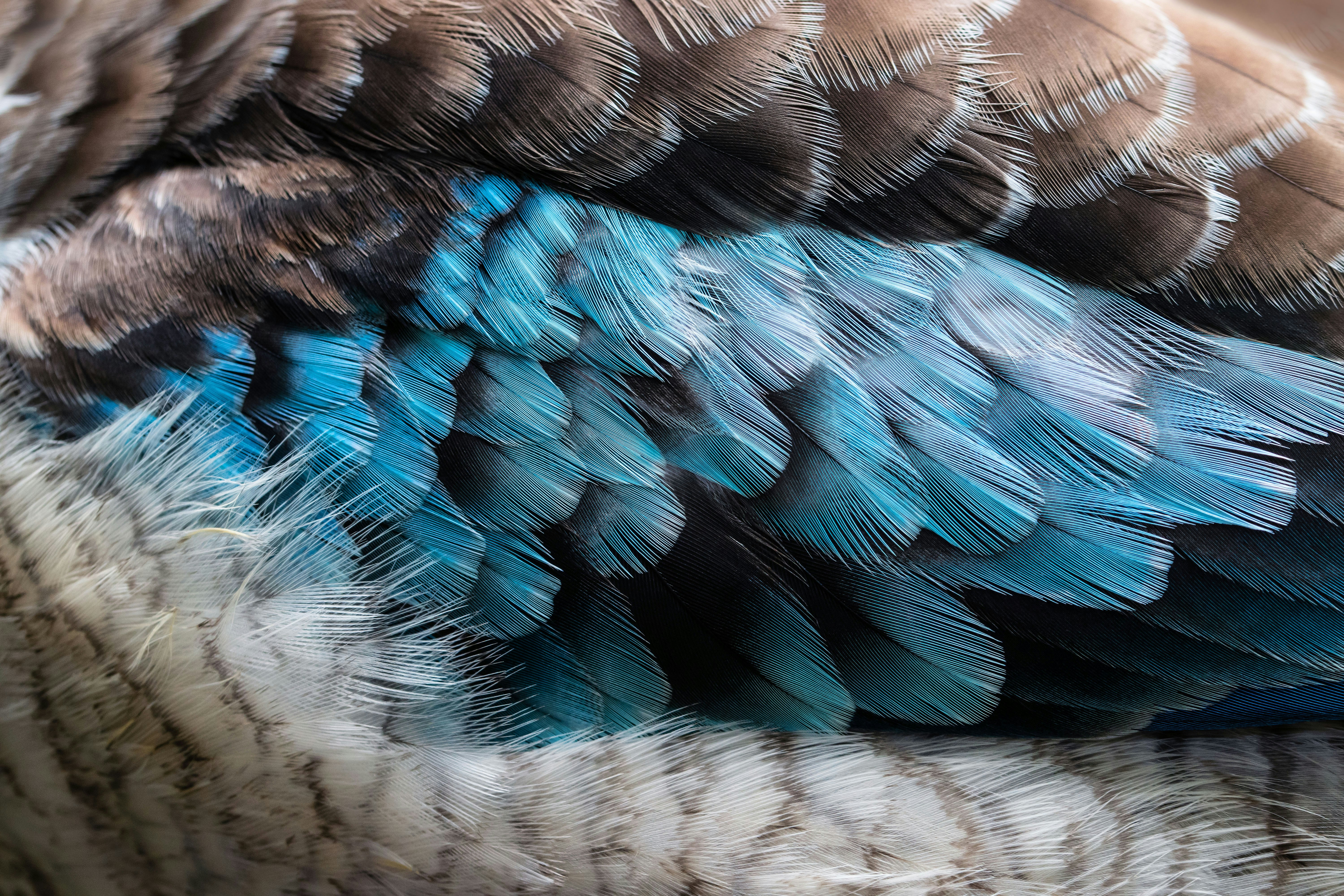 The wing of an Australian Blue-winged Kookaburra. David Clode