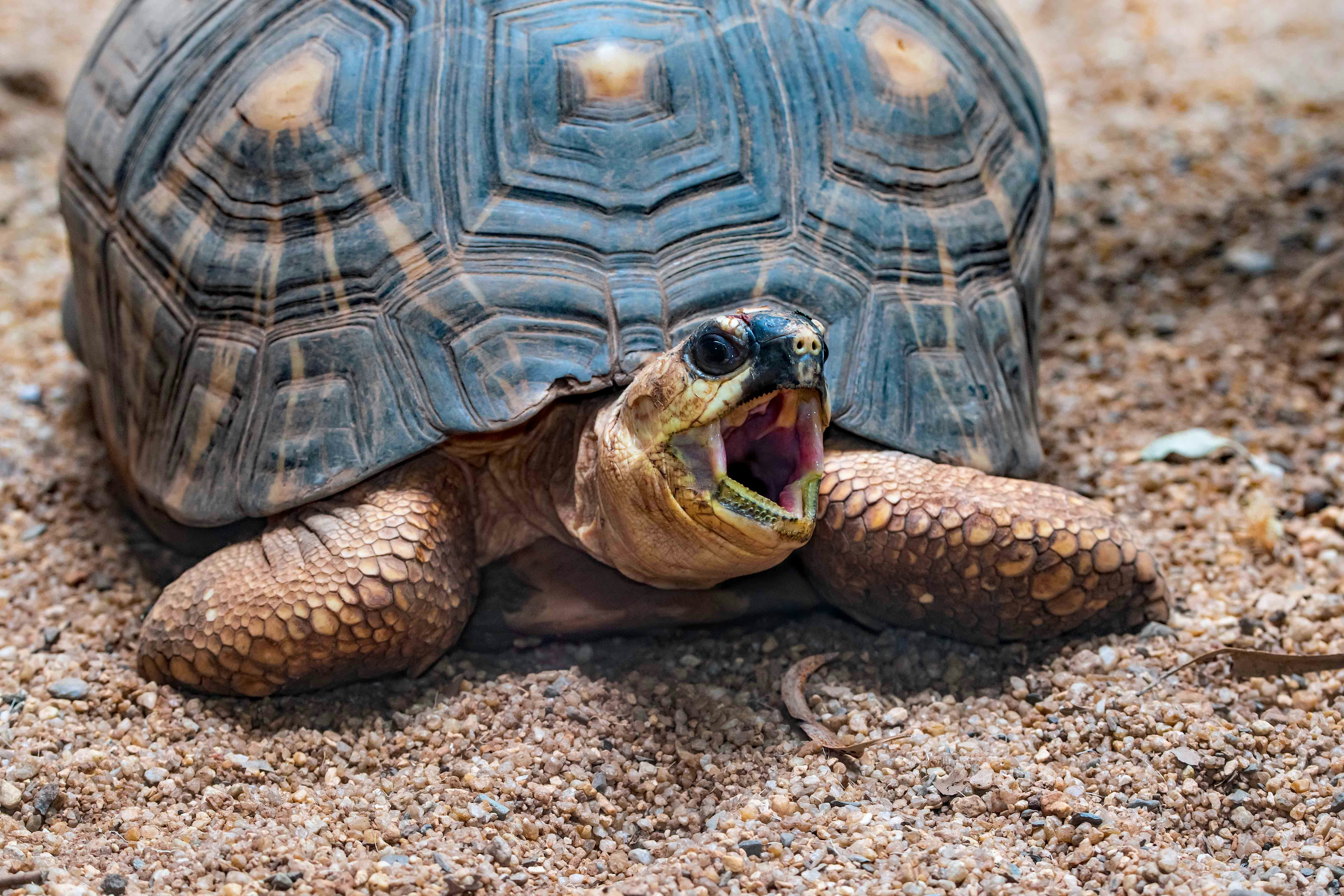 Desert Sentinel: Close-Up of an Open-Mouthed Tortoise on Gravel