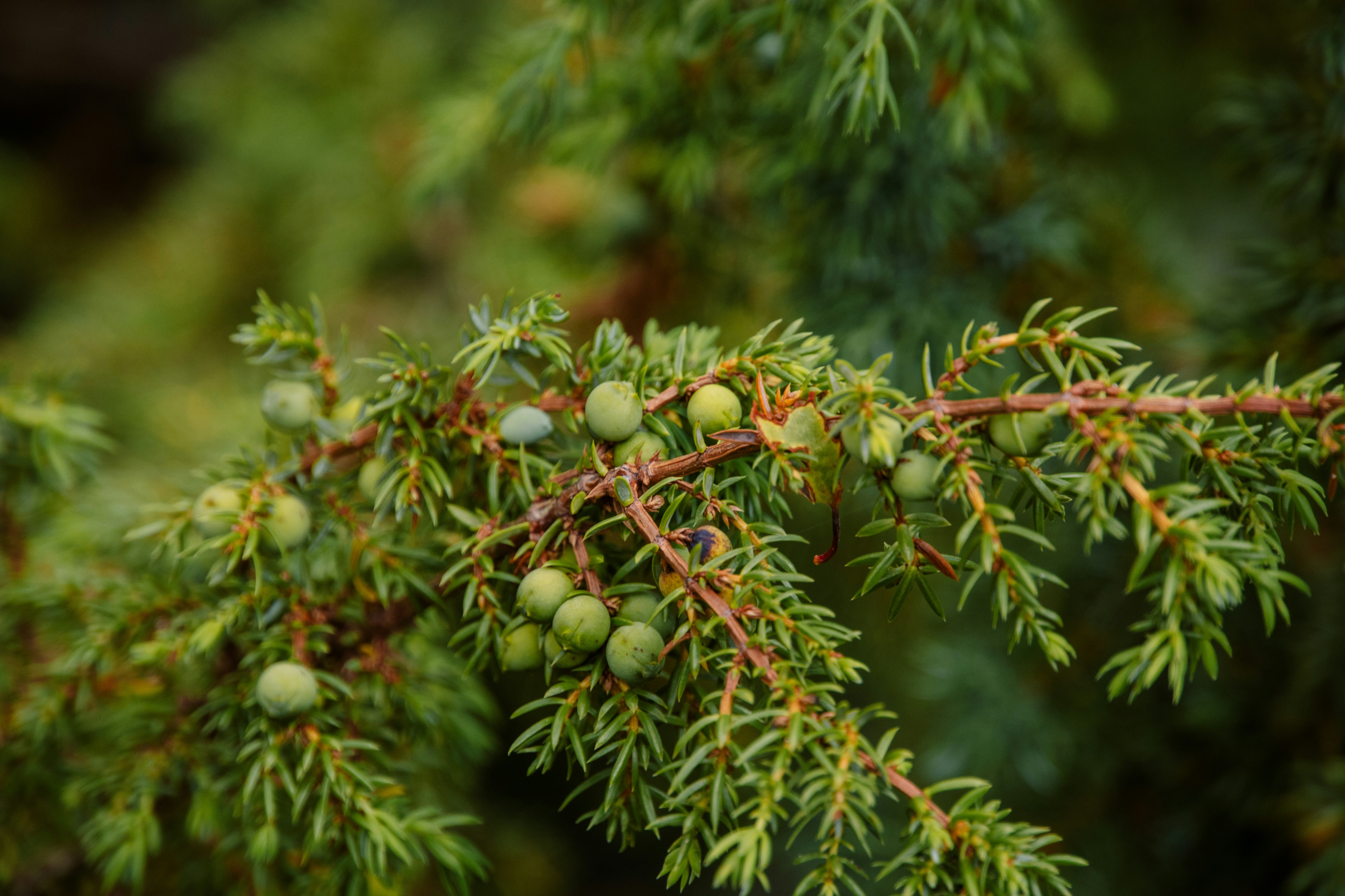 Juniper berries | green and red round fruits