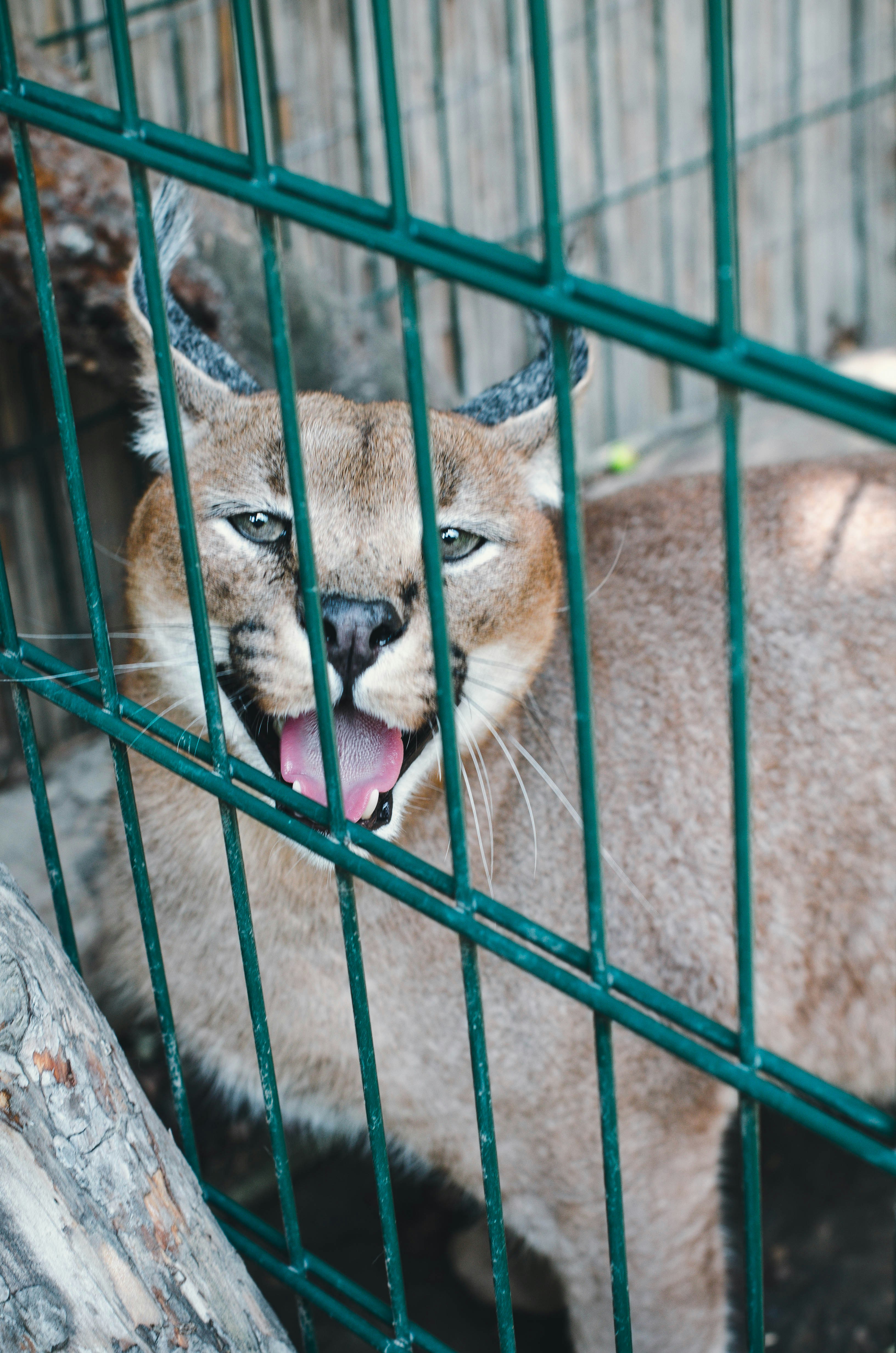 Caged Whisper: A Confrontational Glance from Behind Steel