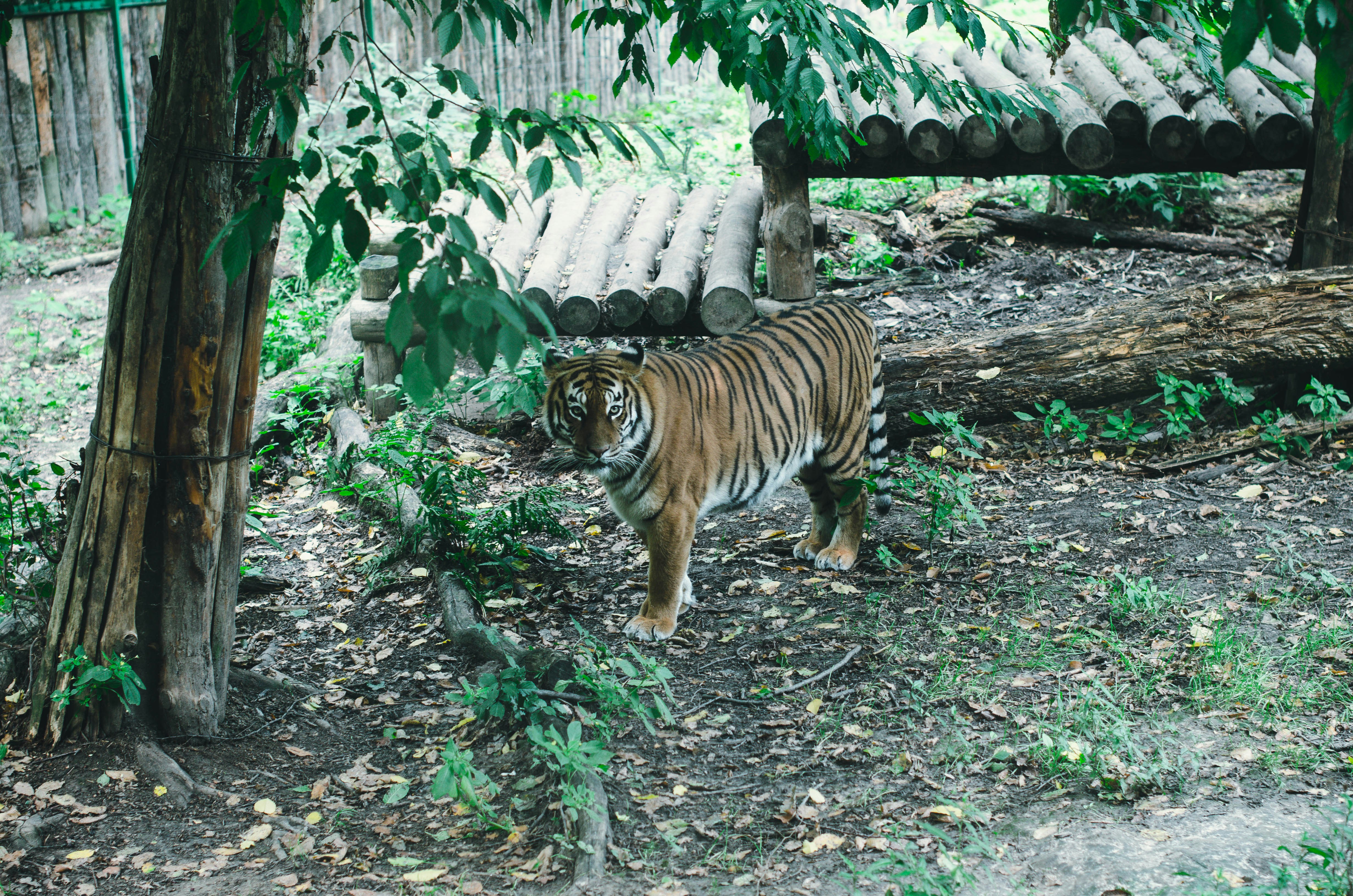 Brown and black tiger walking on forest during daytime photo – Free Cat ...