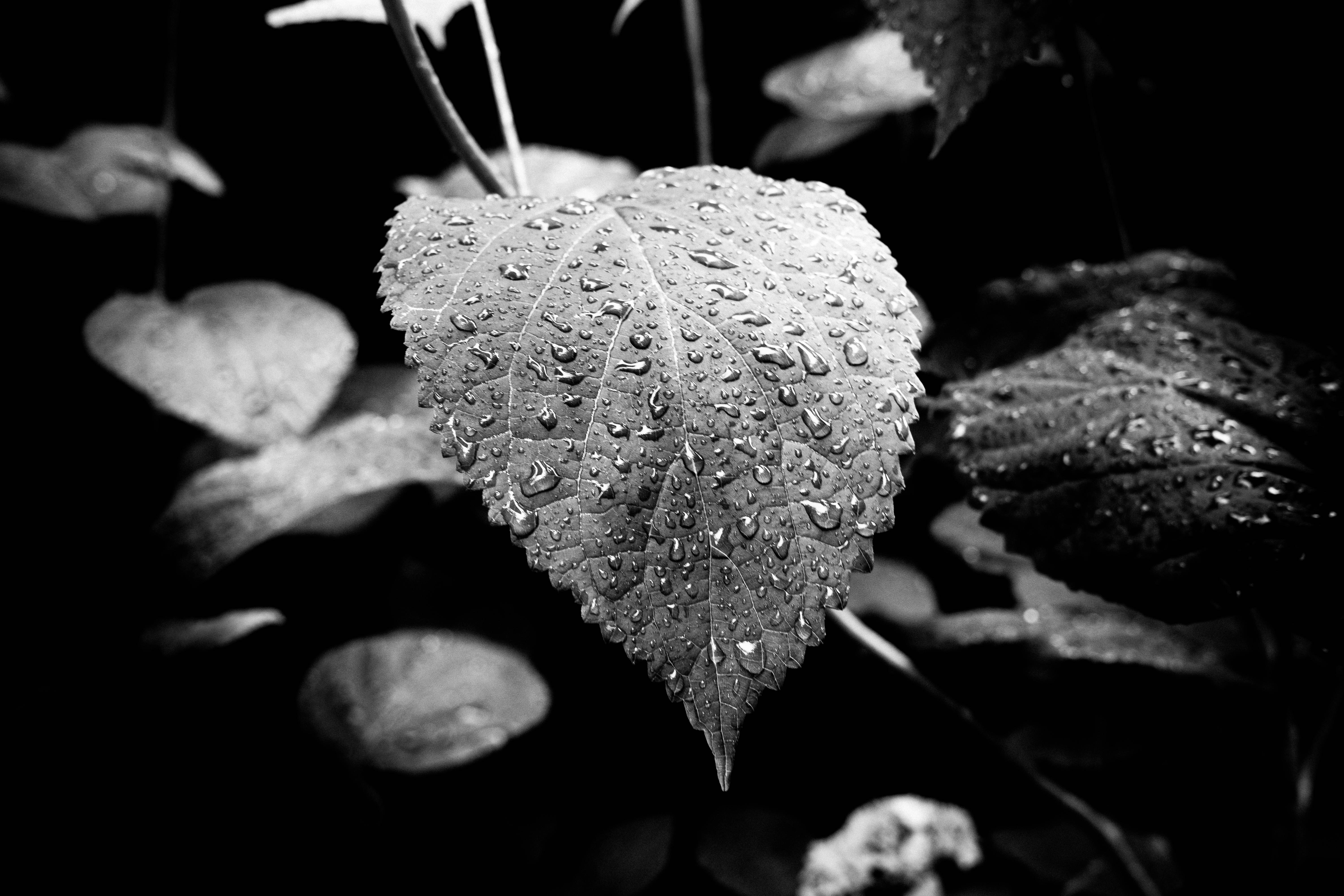 Close-up of a leaf adorned with glistening raindrops, showcasing intricate textures and patterns in black and white.