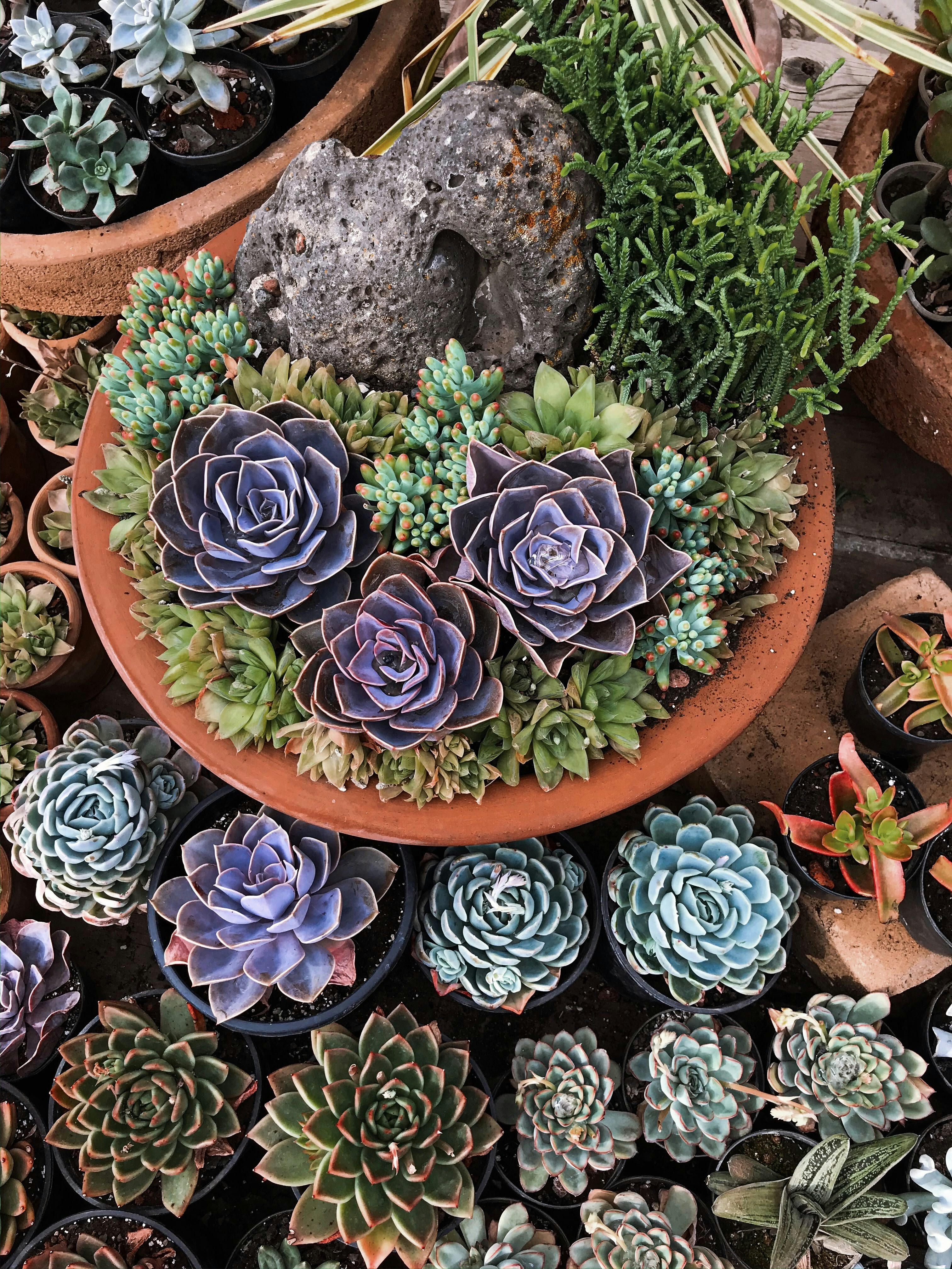 Foto Plantas suculentas moradas y verdes – Imagen Გარდენია gratis en ...