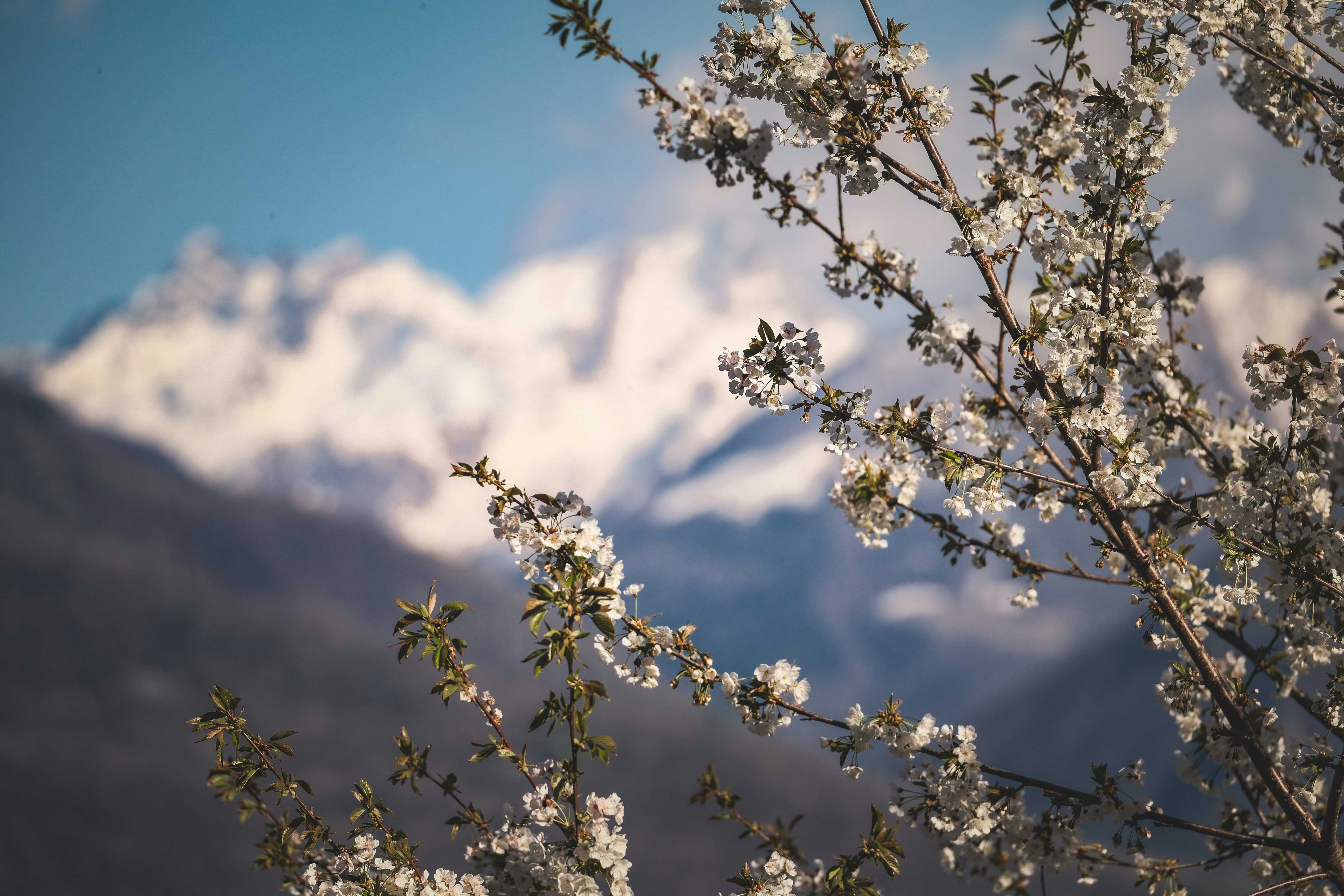 Alpine Blossoms Framing the Snowbound Ridge