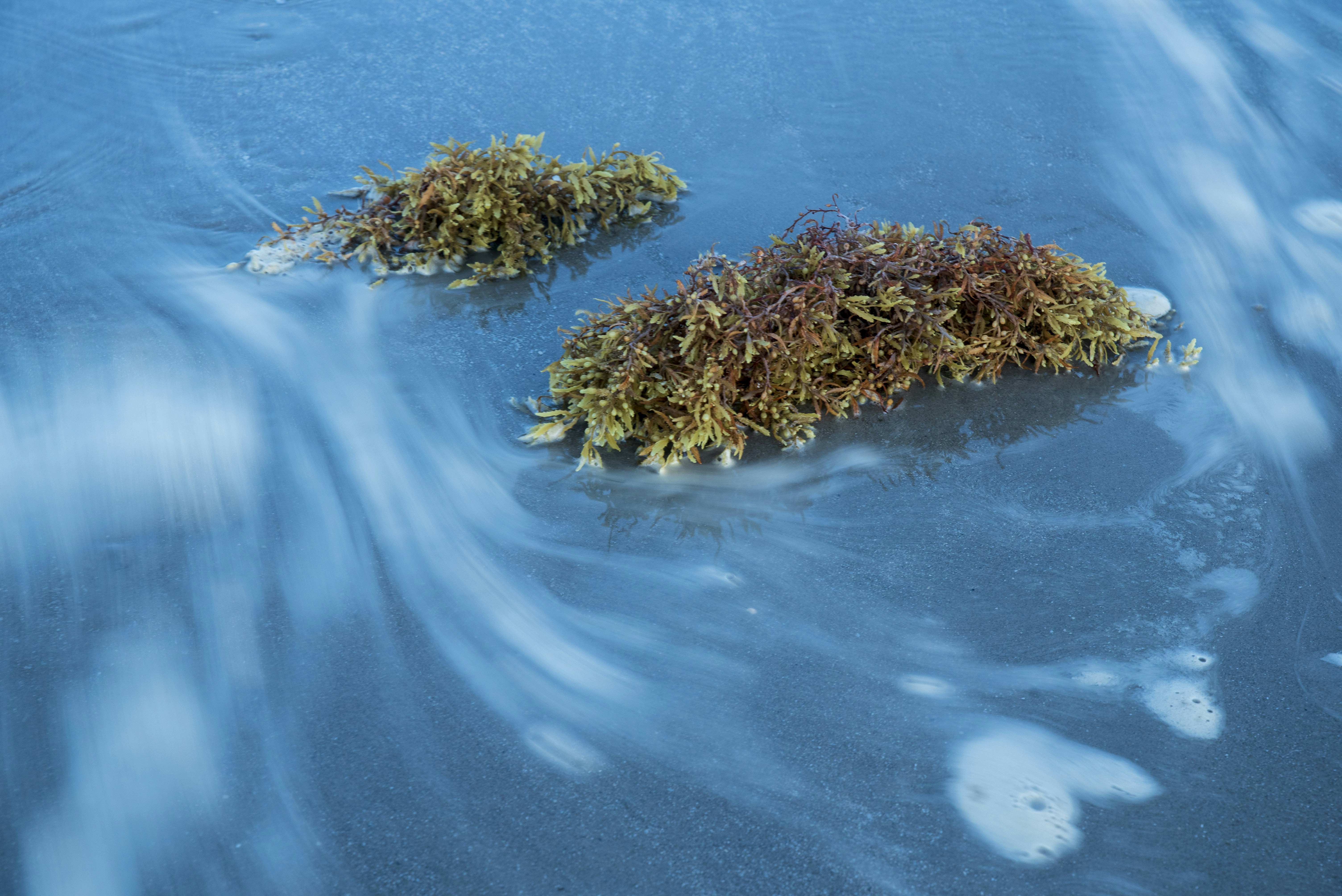 Adrift in Velvet Blue: Two Seaweed Islets in Silky Tide