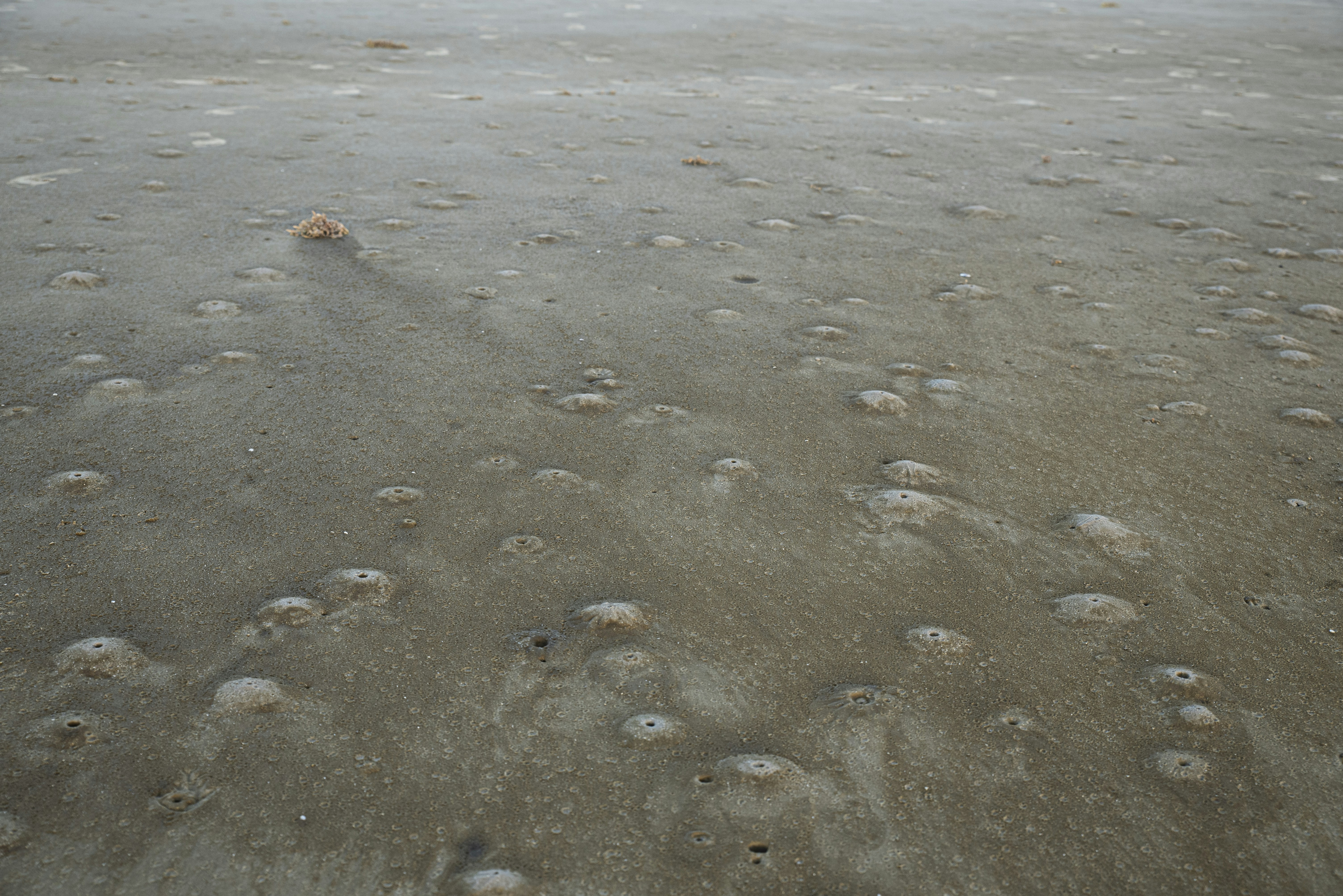 Quiet Orbs on Wet Sand: bubble imprints across a gray shoreline