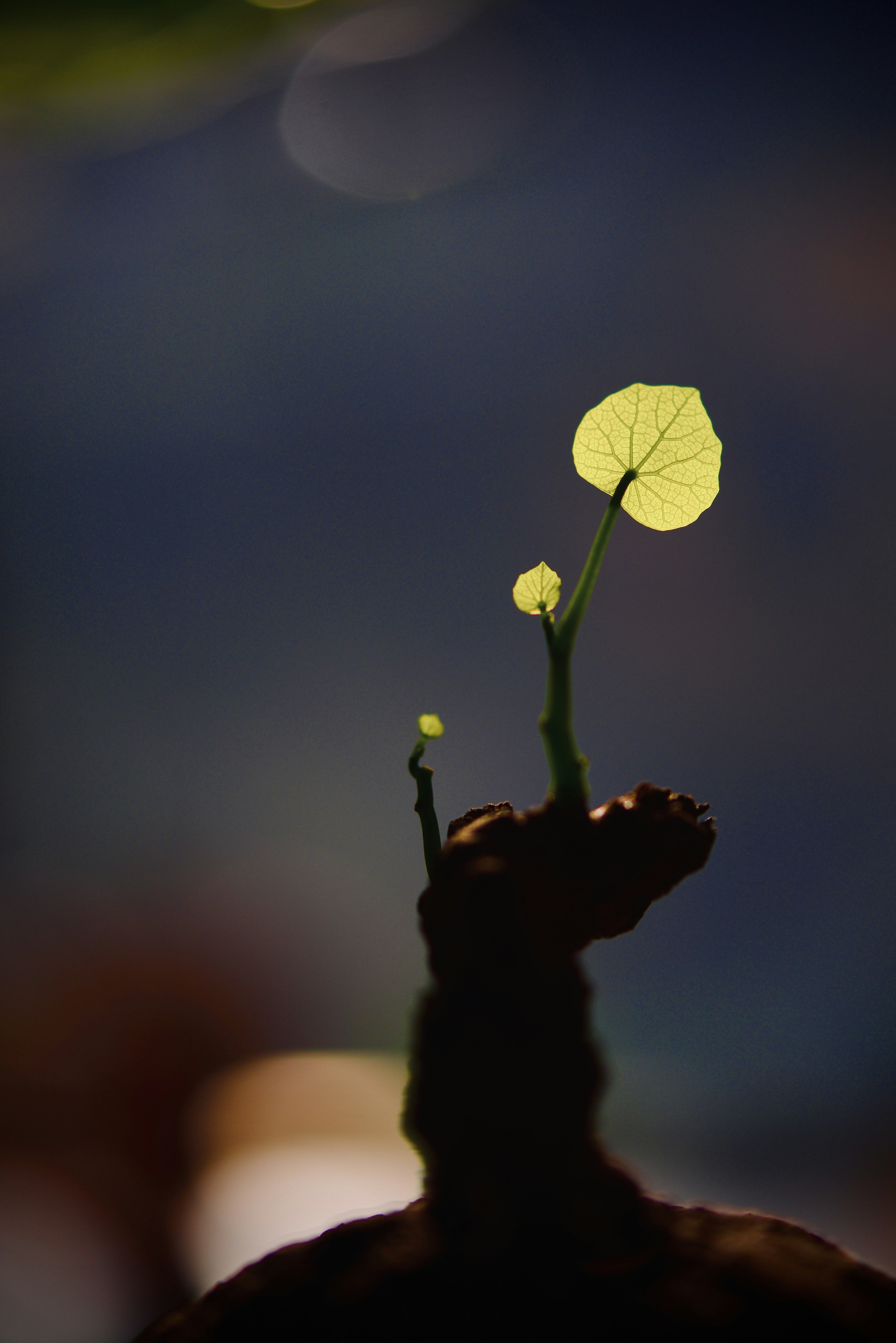 Veined Lantern: a backlit leaf blooming from a weathered stem