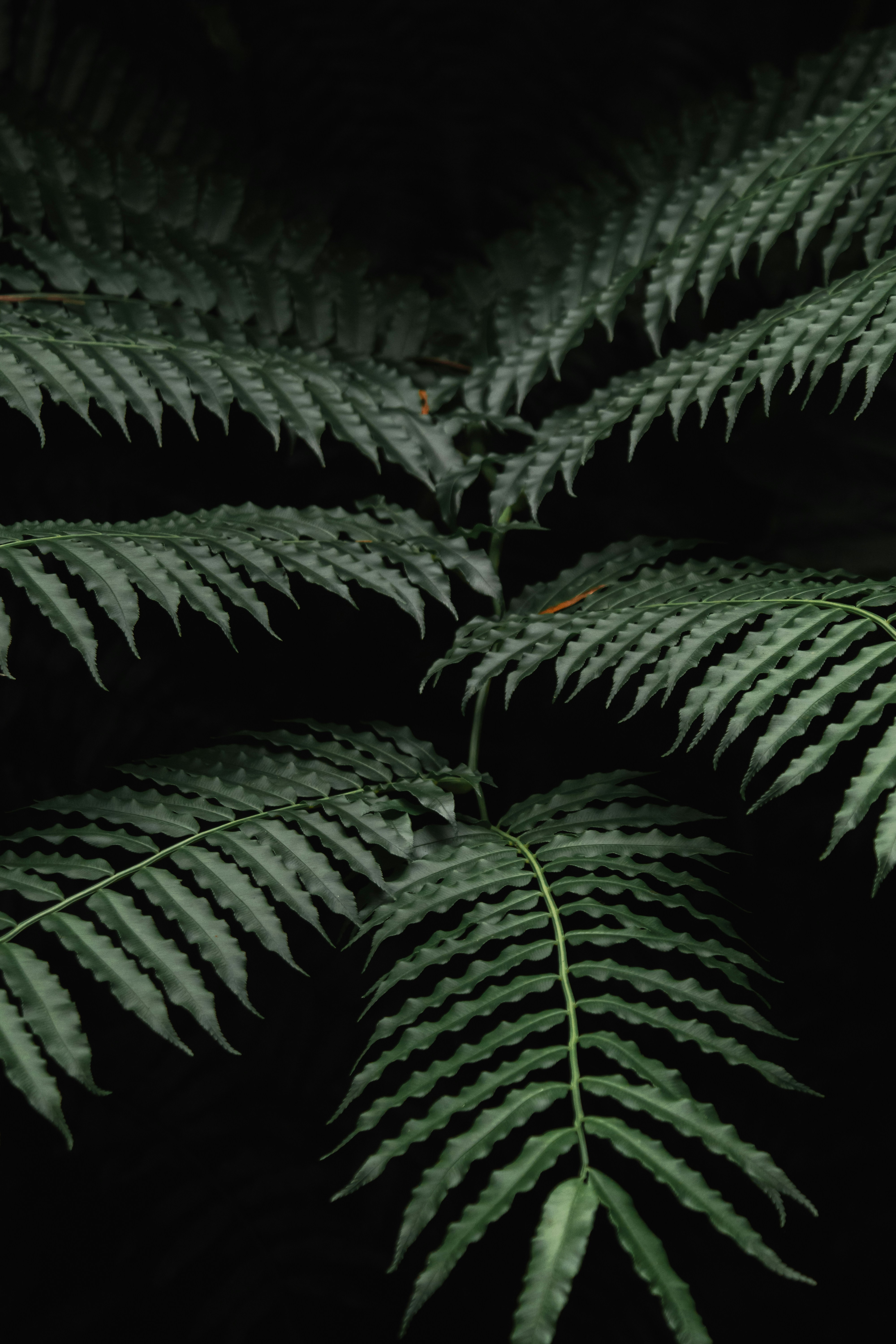 Textures - Greenery | 11 best free greenery, texture, plant and pattern ...