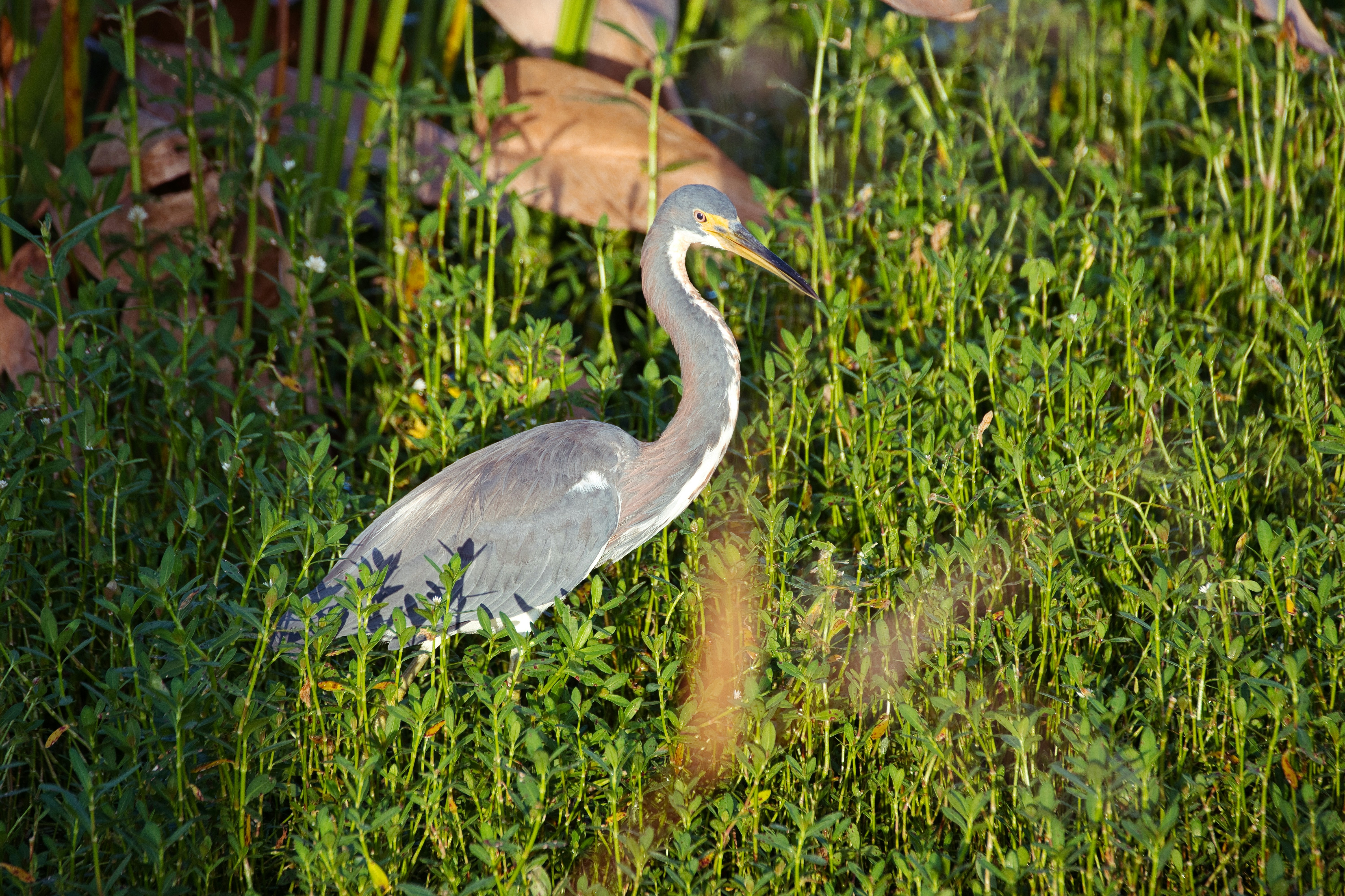 Grey Heron in Marshlight: A Quiet Sentinel Among Emerald Reeds
