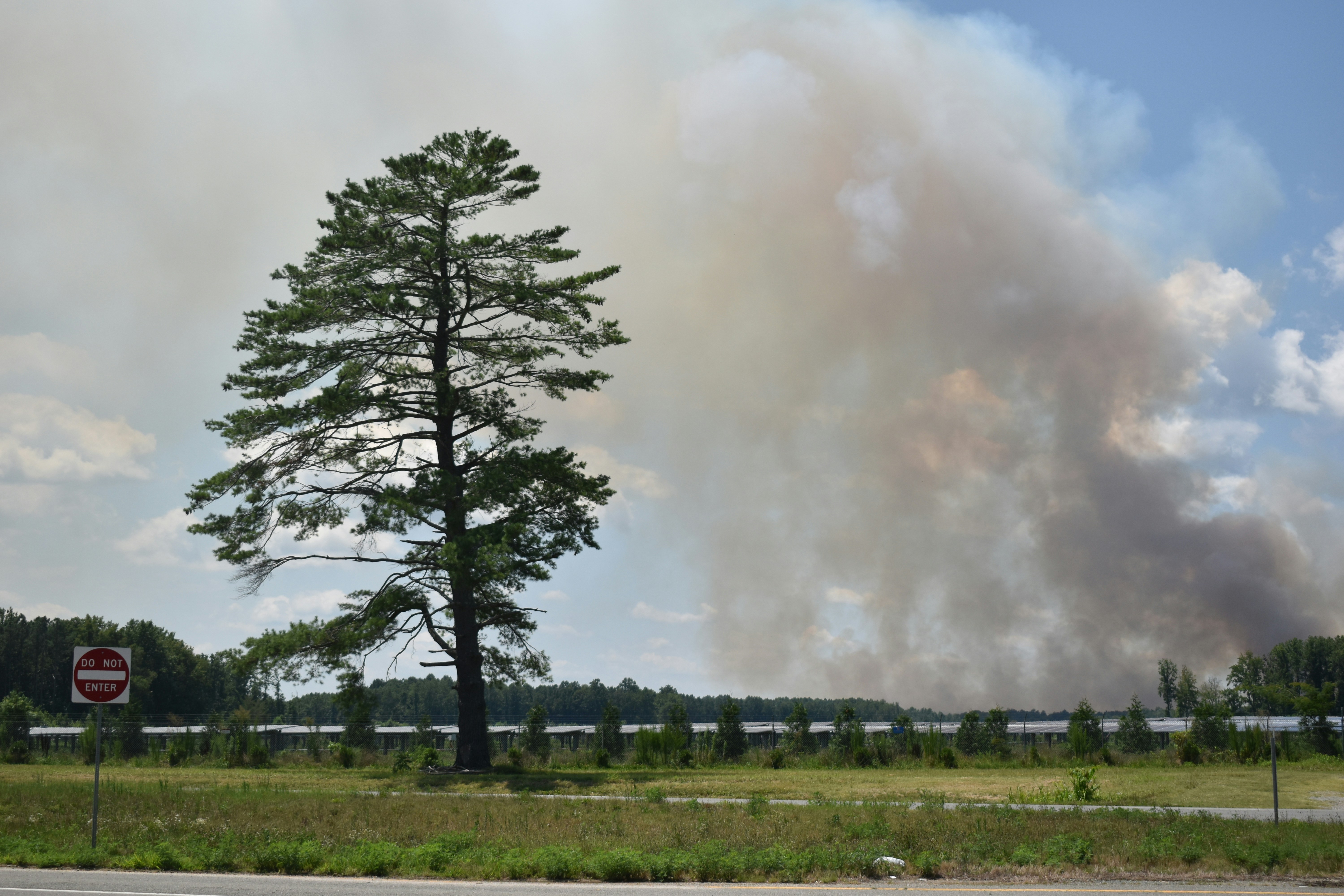 Lone pine tree standing tall against a backdrop of smoke rising from a distant fire, with a clear blue sky above. 
