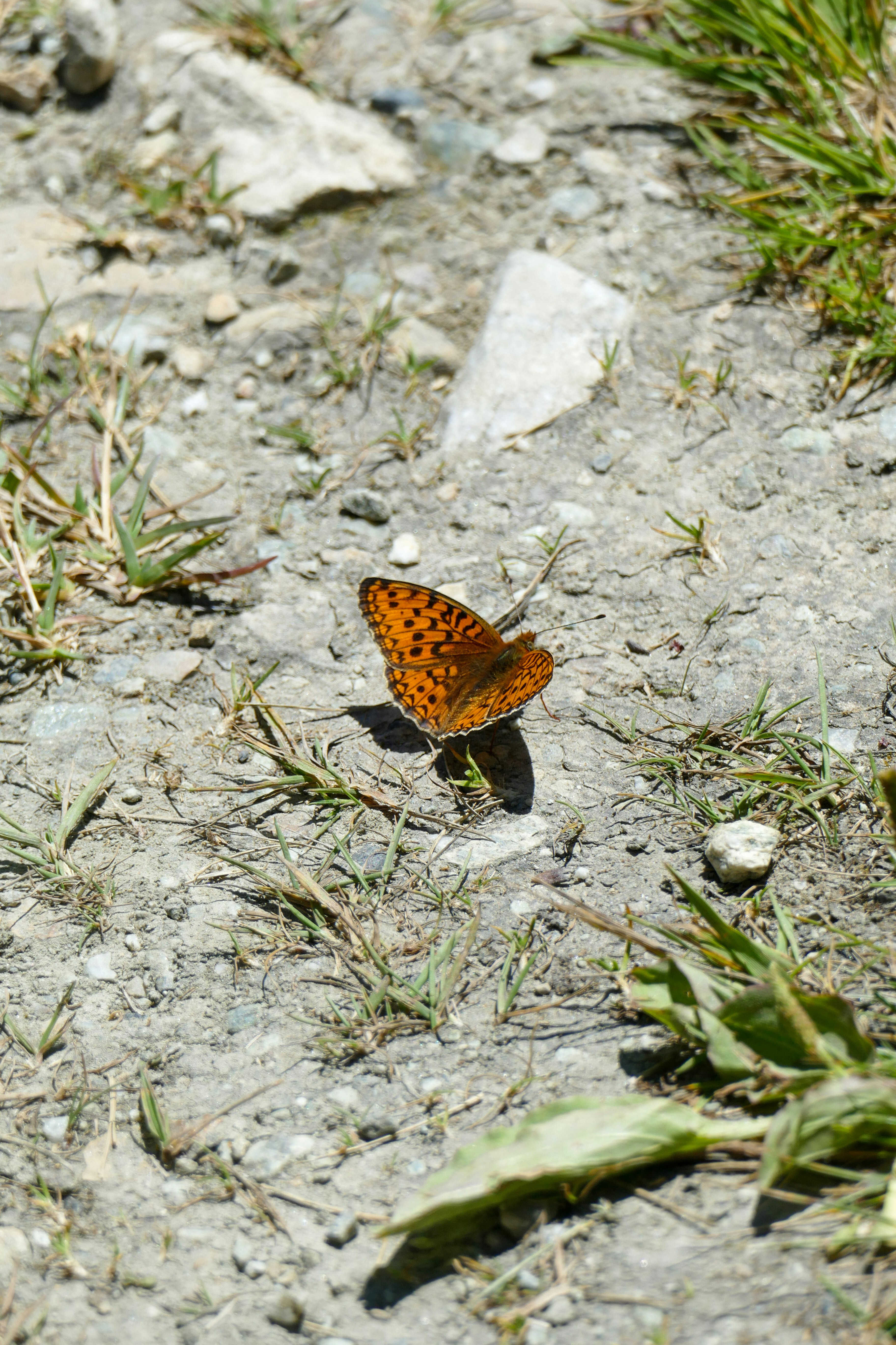 Copper-winged Butterfly Basking on Sun-Warmed Gravel