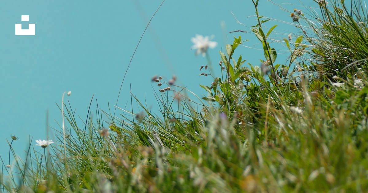 Green Grass Near Body Of Water During Daytime Photo Free Plant Image