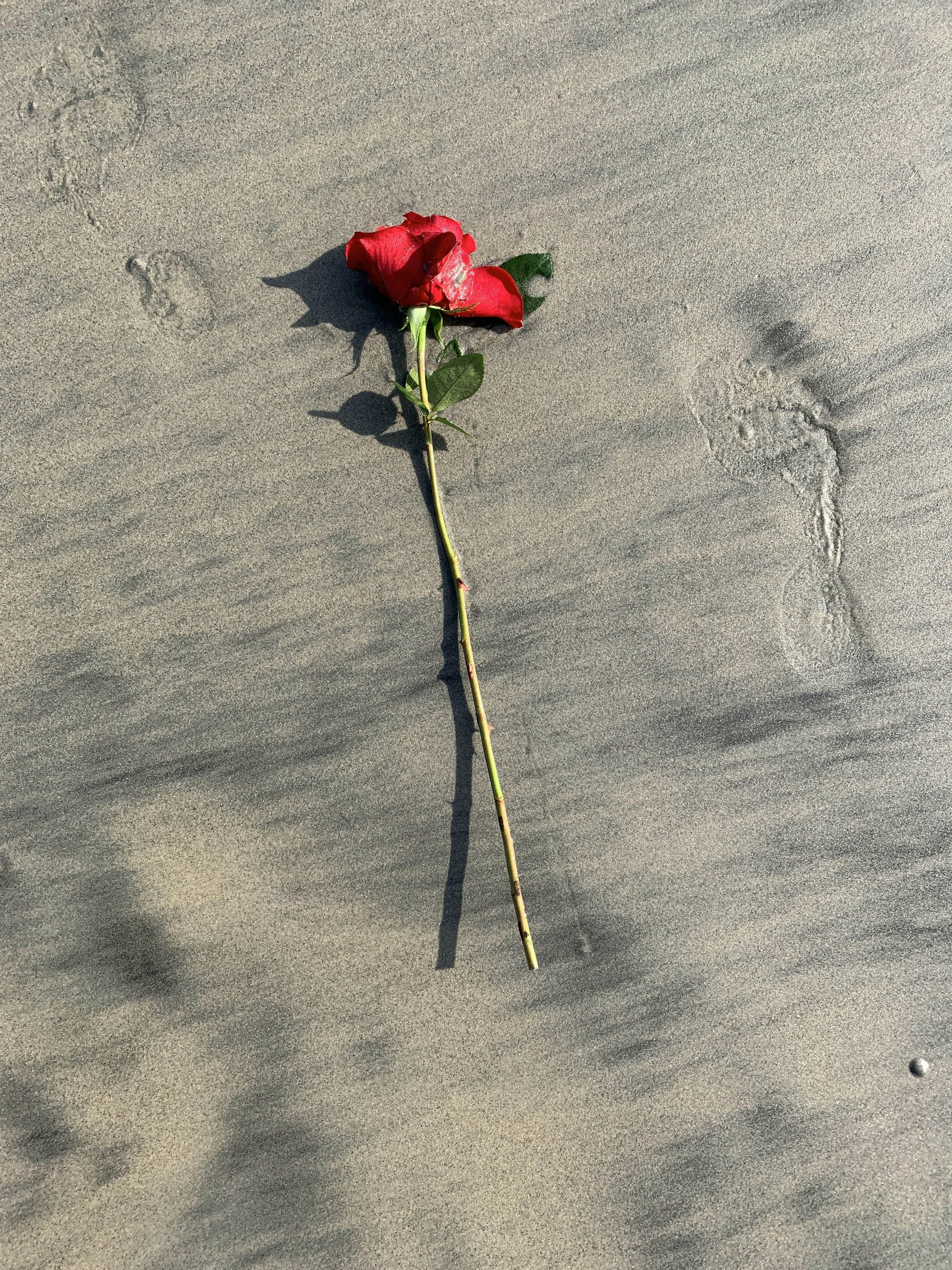 Red rose on white sand photo – Free Flower Image on Unsplash