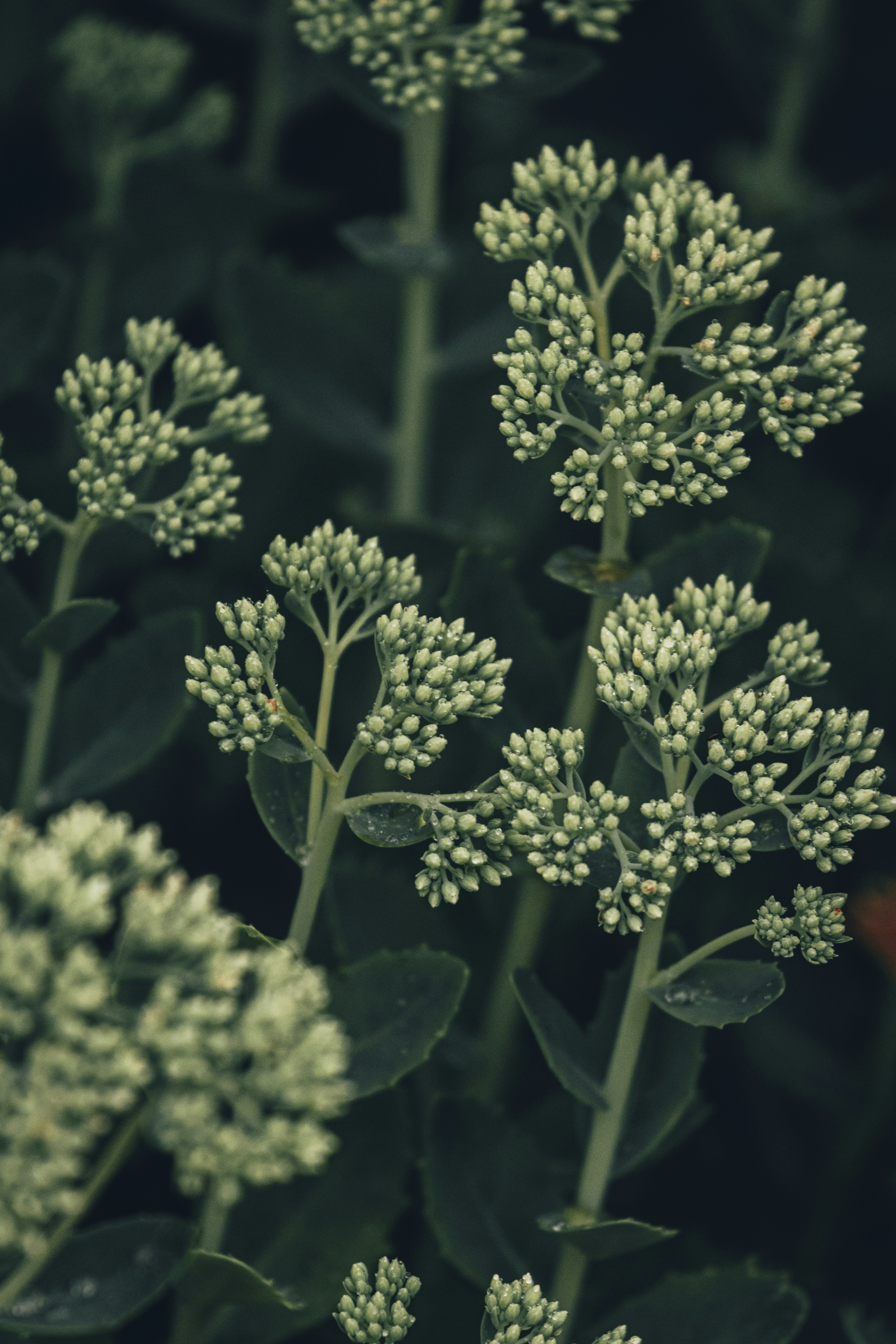 Verdant Bloom Constellation: Macro Portrait of Pale-Green Bud Clusters