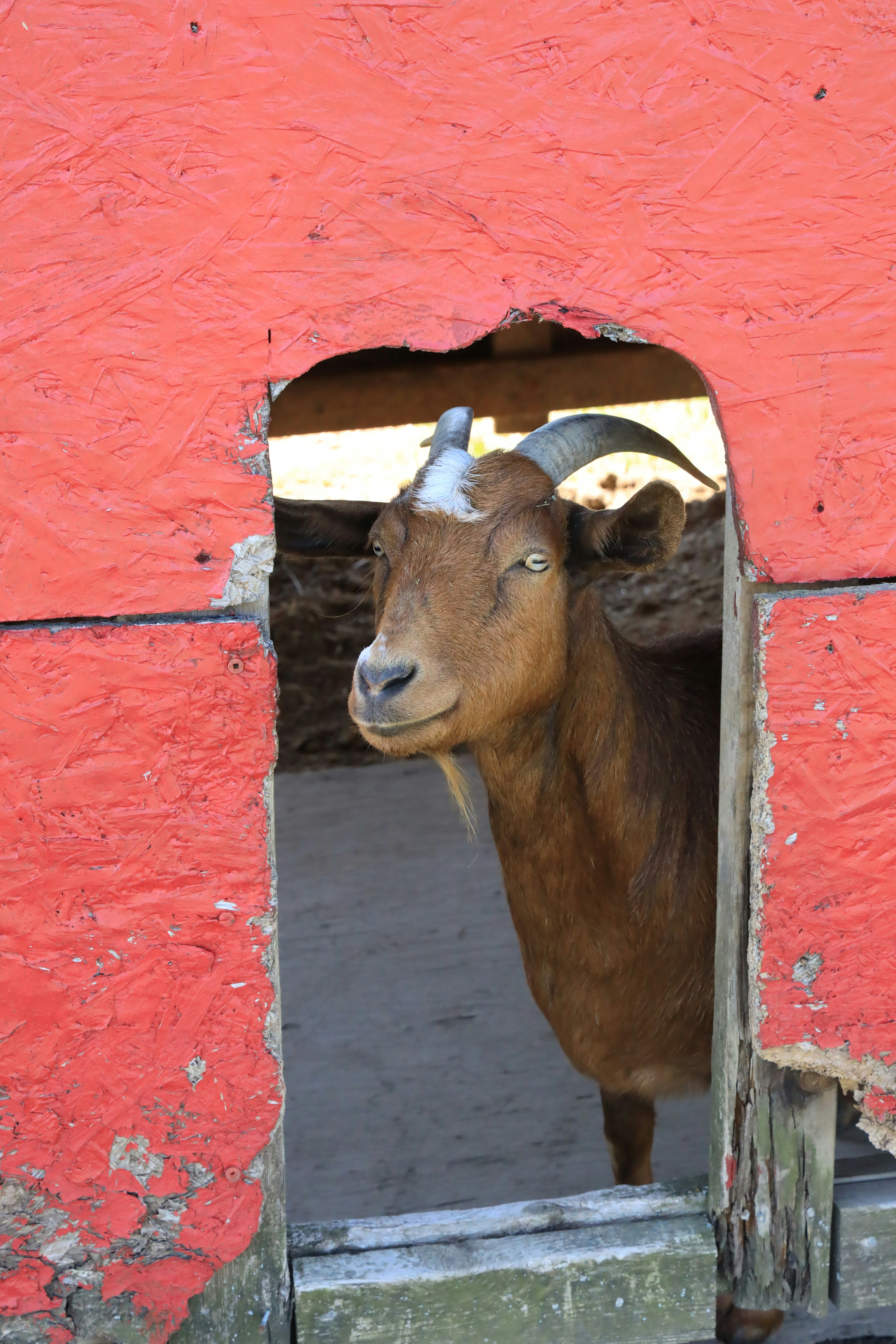 Curious Goat Peering Through a Weathered Red Gate