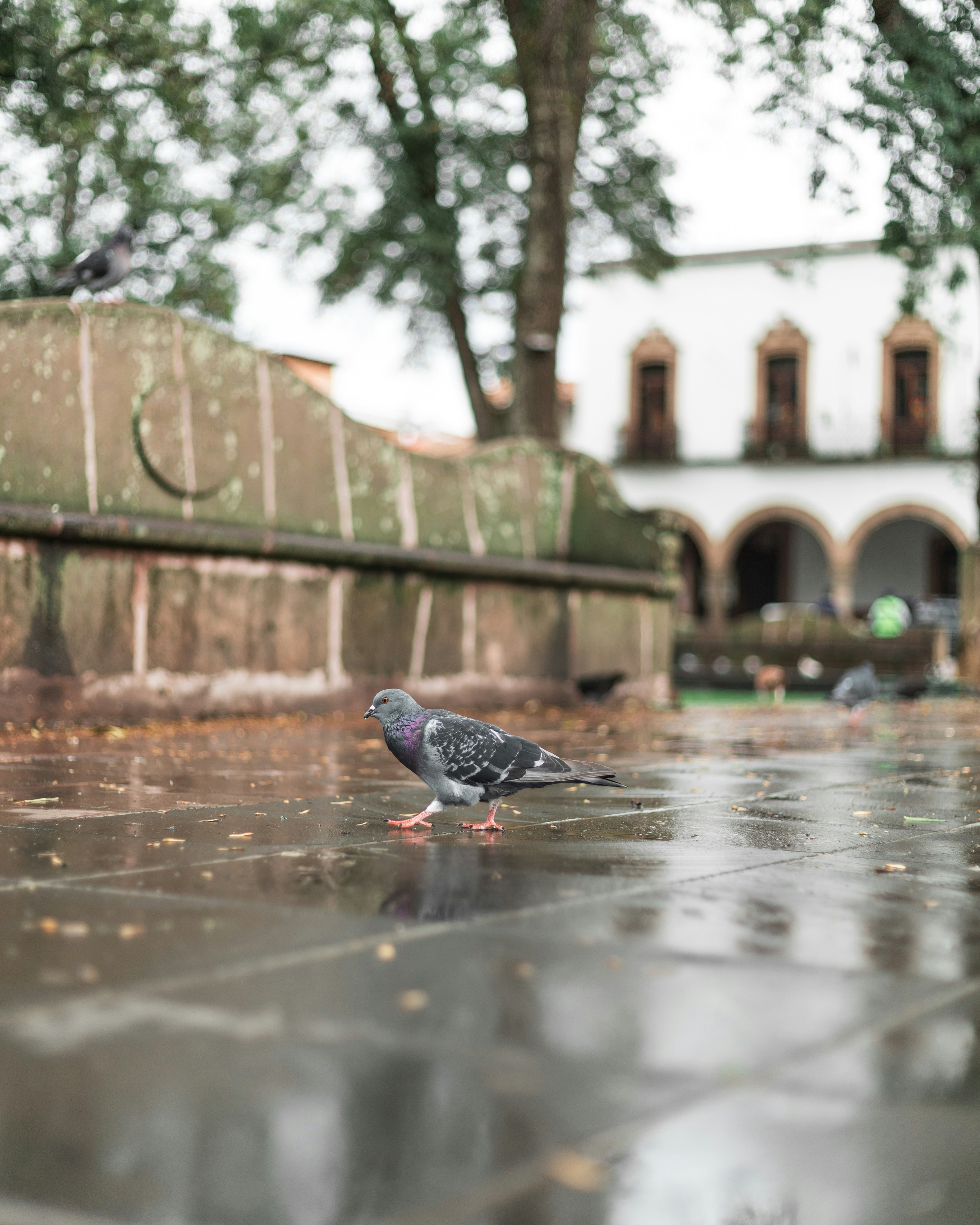 Pigeon on a Rain-Washed Piazza Amid Historic Arches