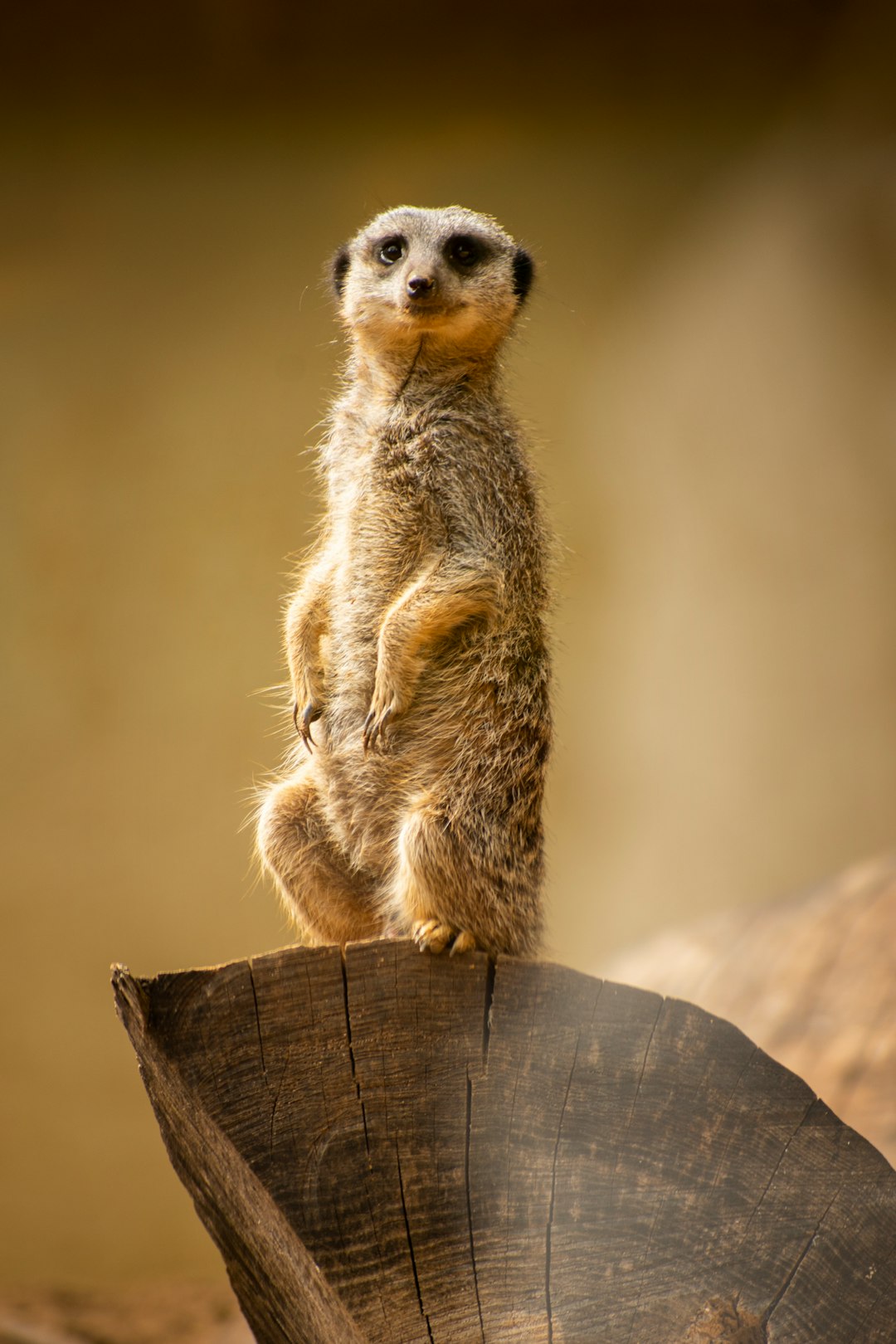 Mirror vs. Mongoose - What's the Difference? | This vs. That Mirror vs. Mongoose - What's the Difference? | This vs. That