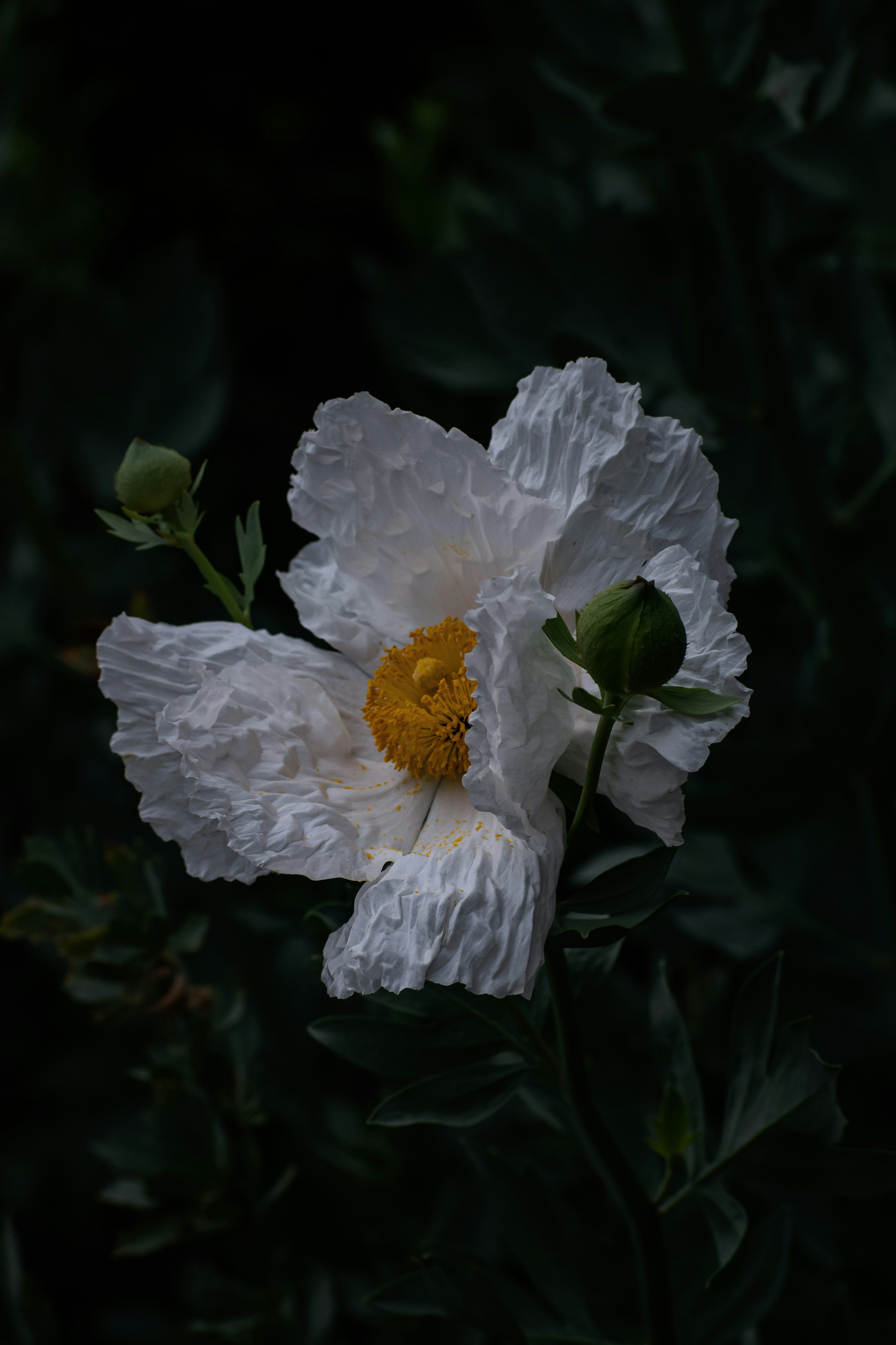 Petal Light in the Dark: A White Bloom with a Golden Core