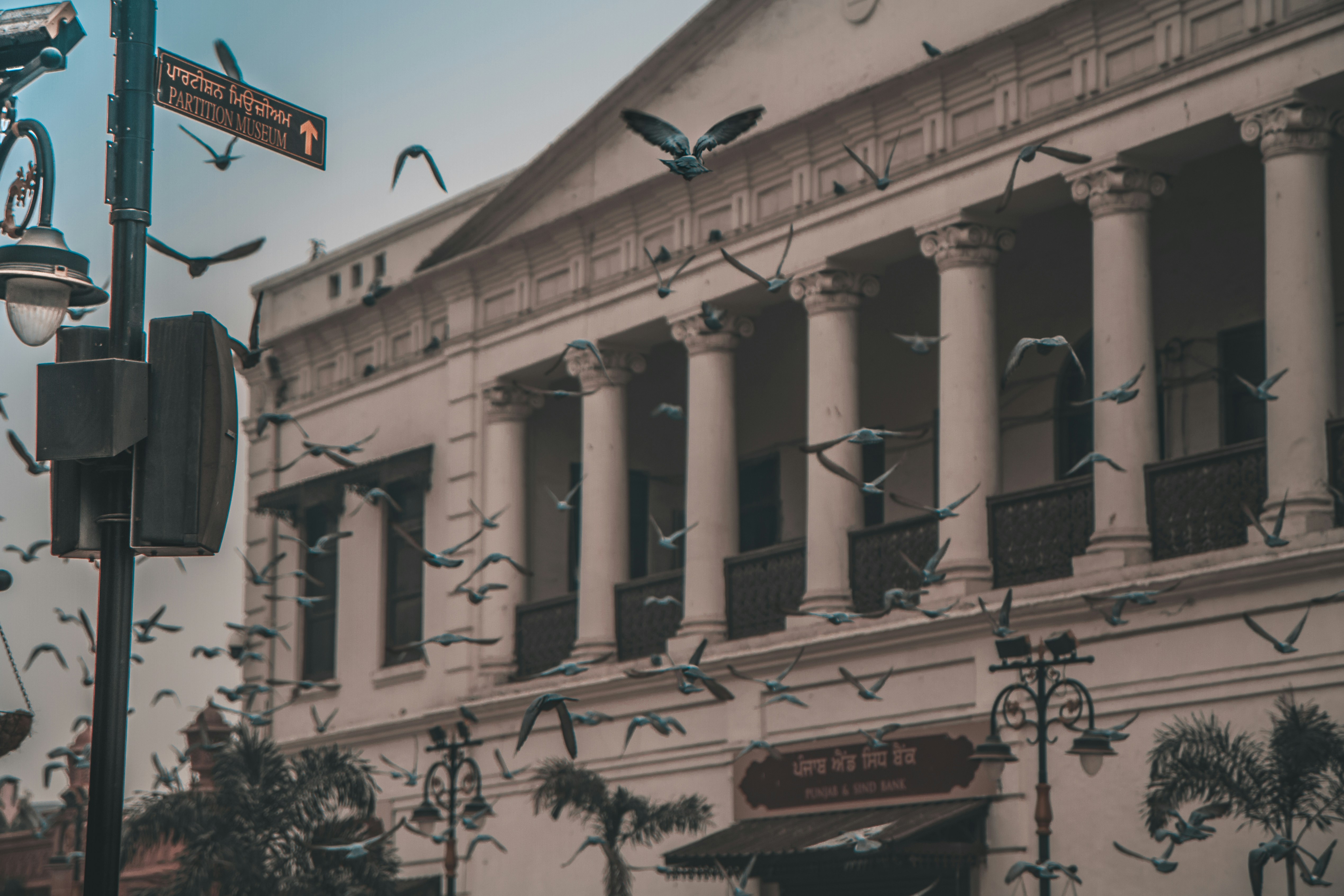 Flight Over the Colonnade: Pigeons Break Against a Neoclassical Facade