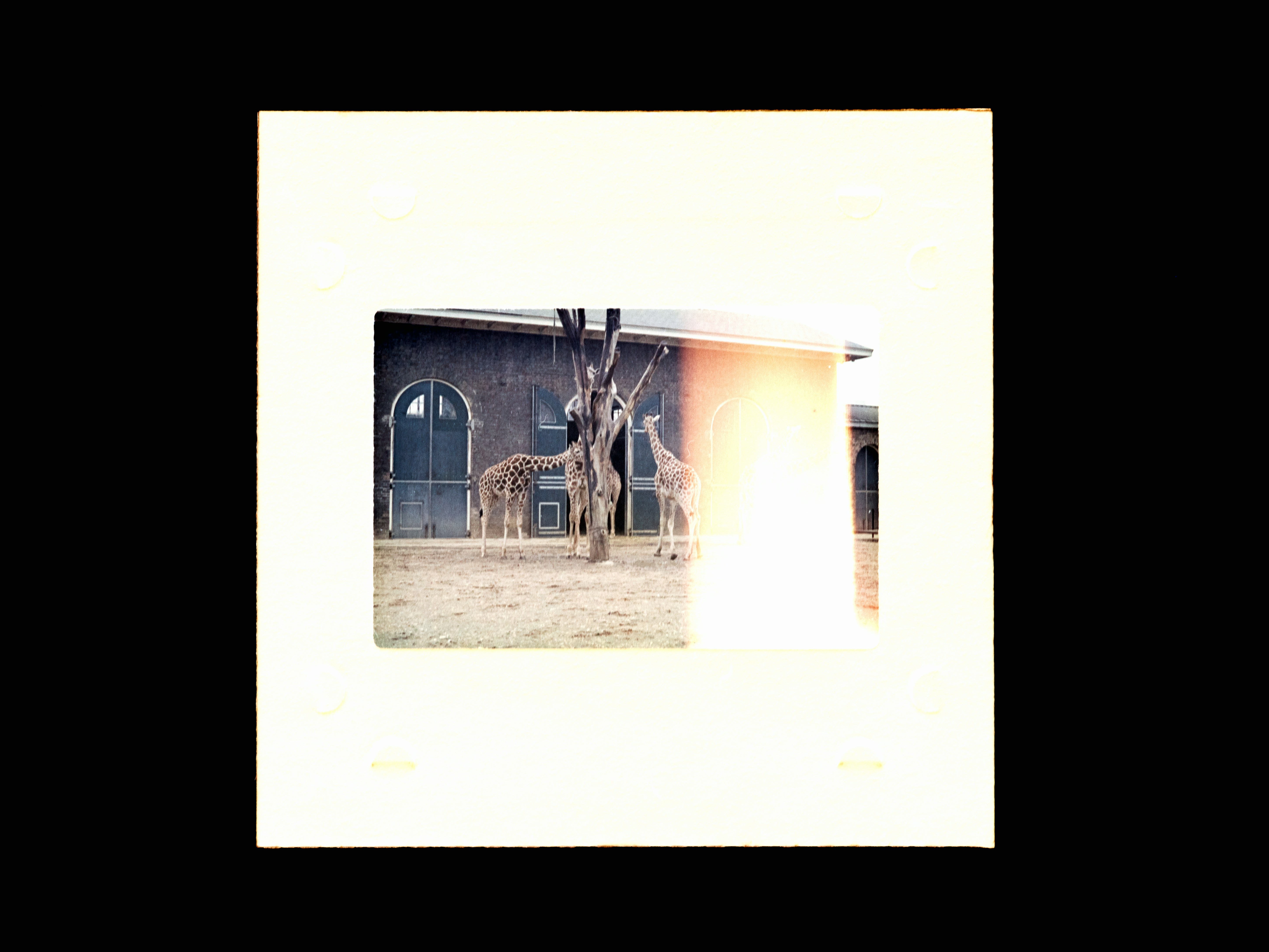 Giraffes in a faded frame: a film strip glow over a zoo courtyard