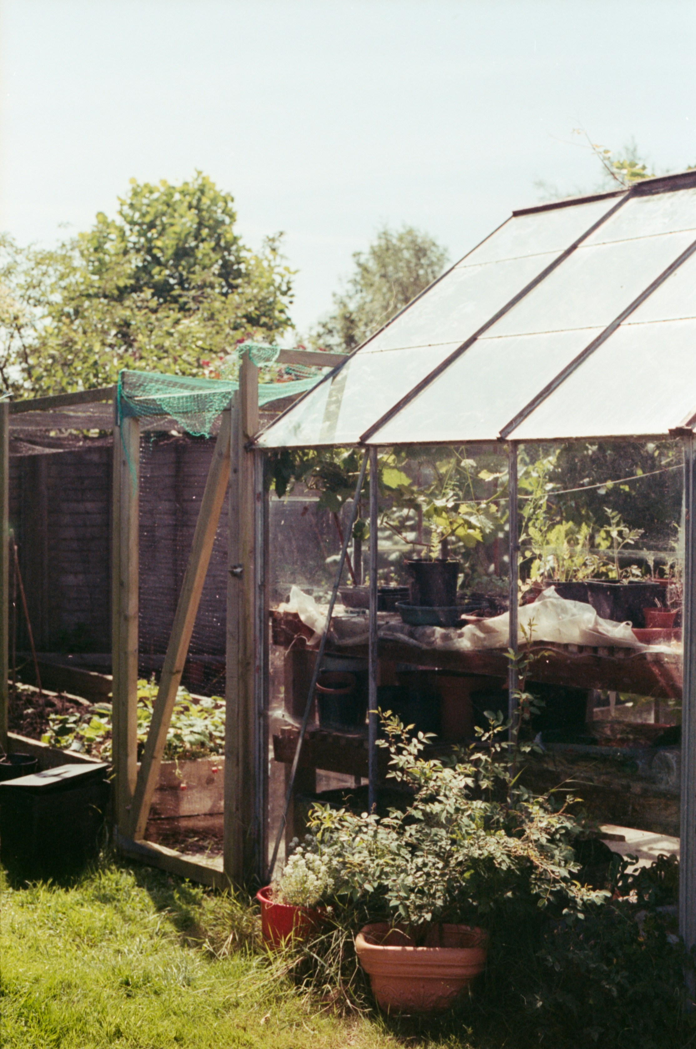 A greenhouse filled with various plants, showcasing a wooden structure and glass panels under bright sunlight. Potted plants and greenery surround the area.