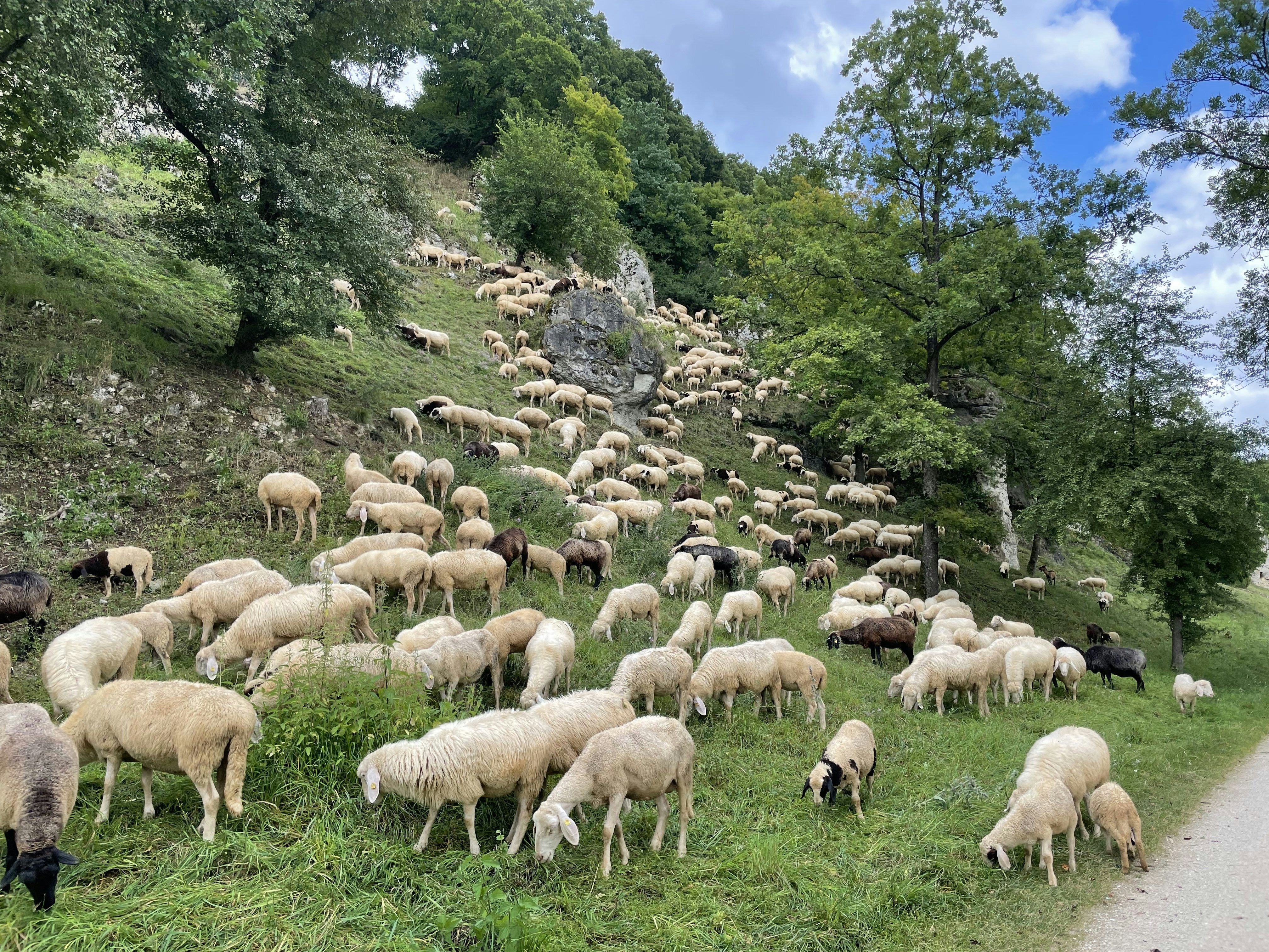 Herd of sheep on green grass field during daytime photo – Free Field ...
