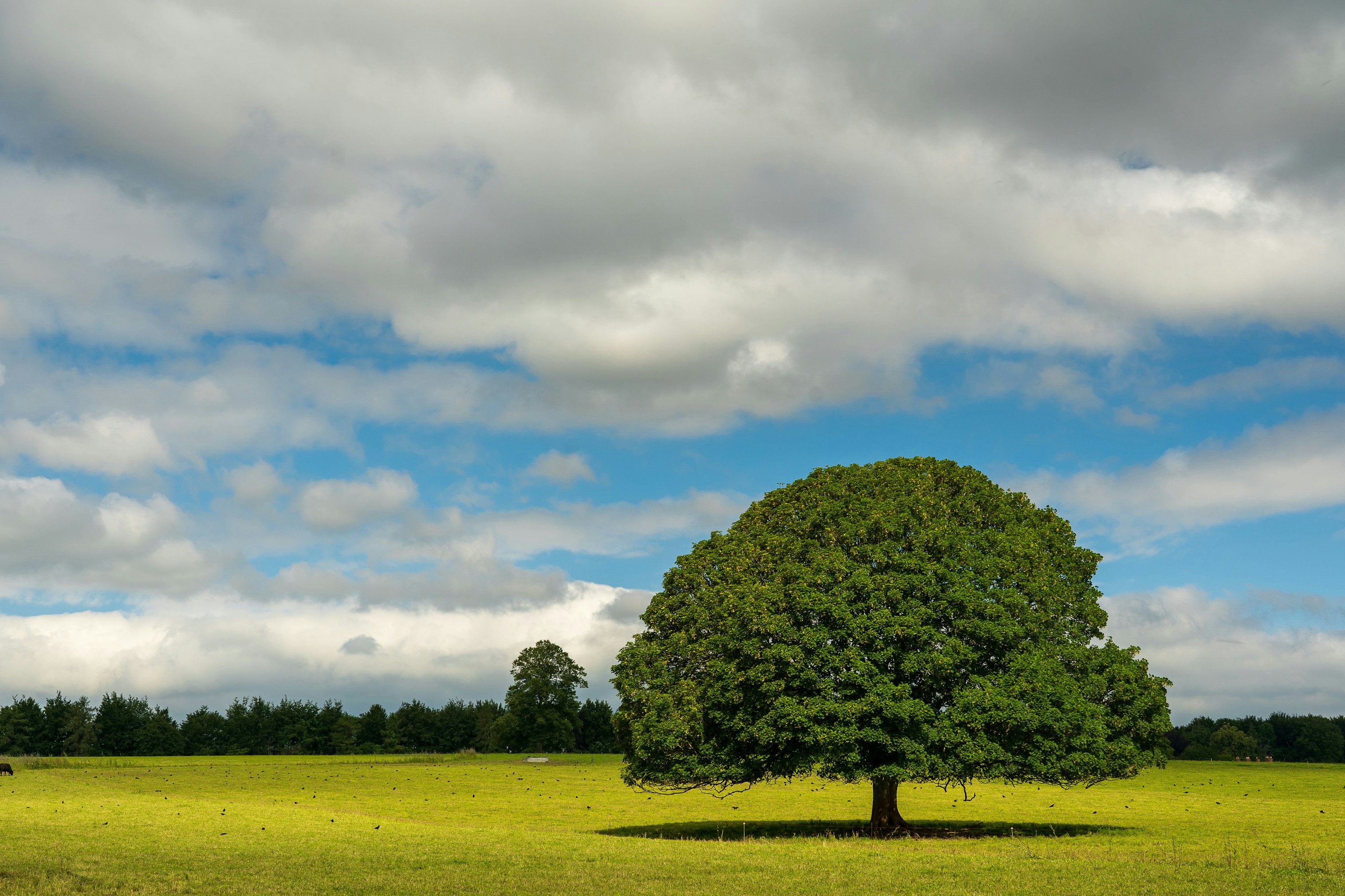 Green tree on green grass field under blue sky during daytime photo ...