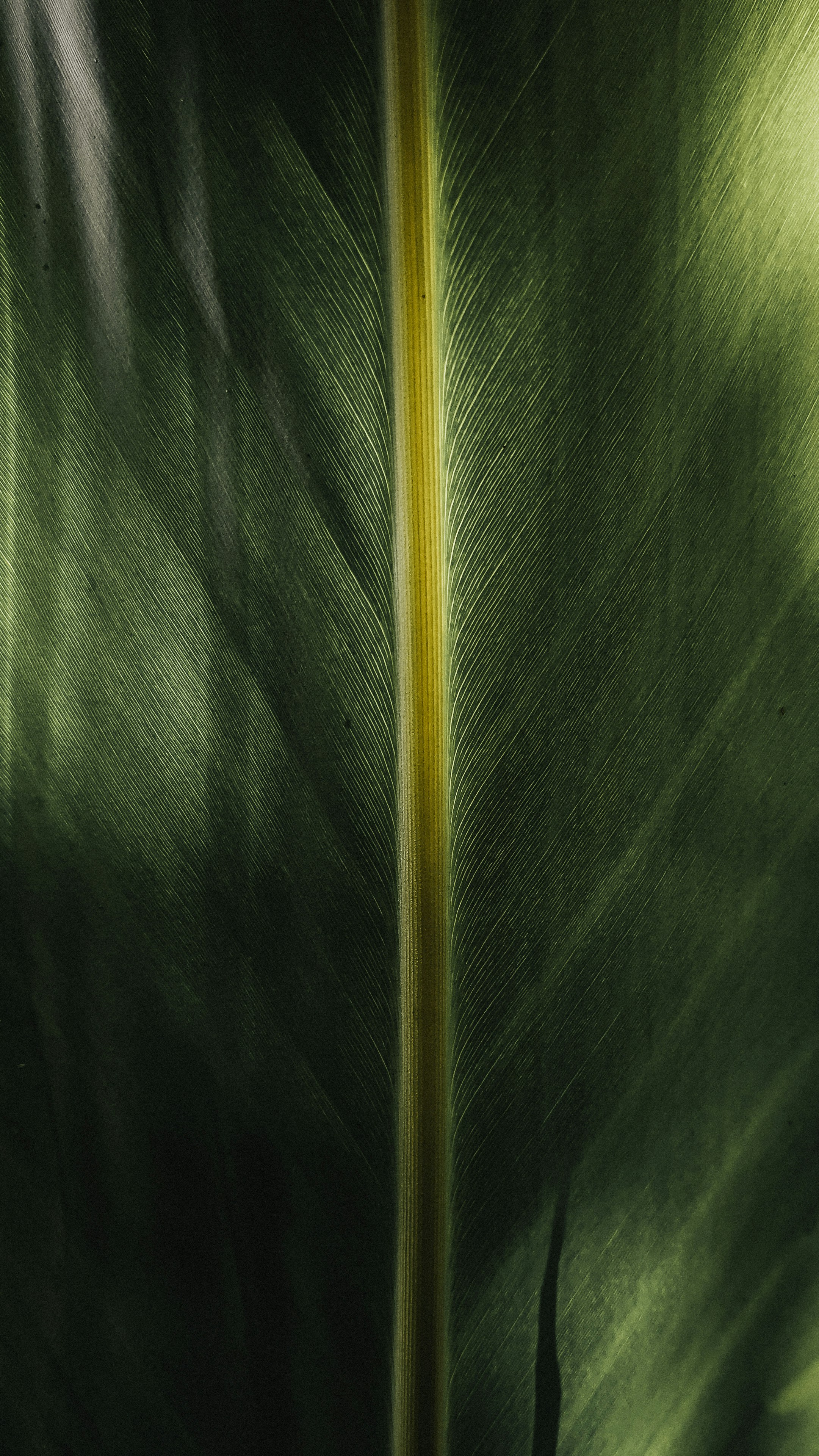 Close-up of a lush green leaf showcasing intricate vein patterns and textures. The interplay of light and shadow accentuates its natural beauty.