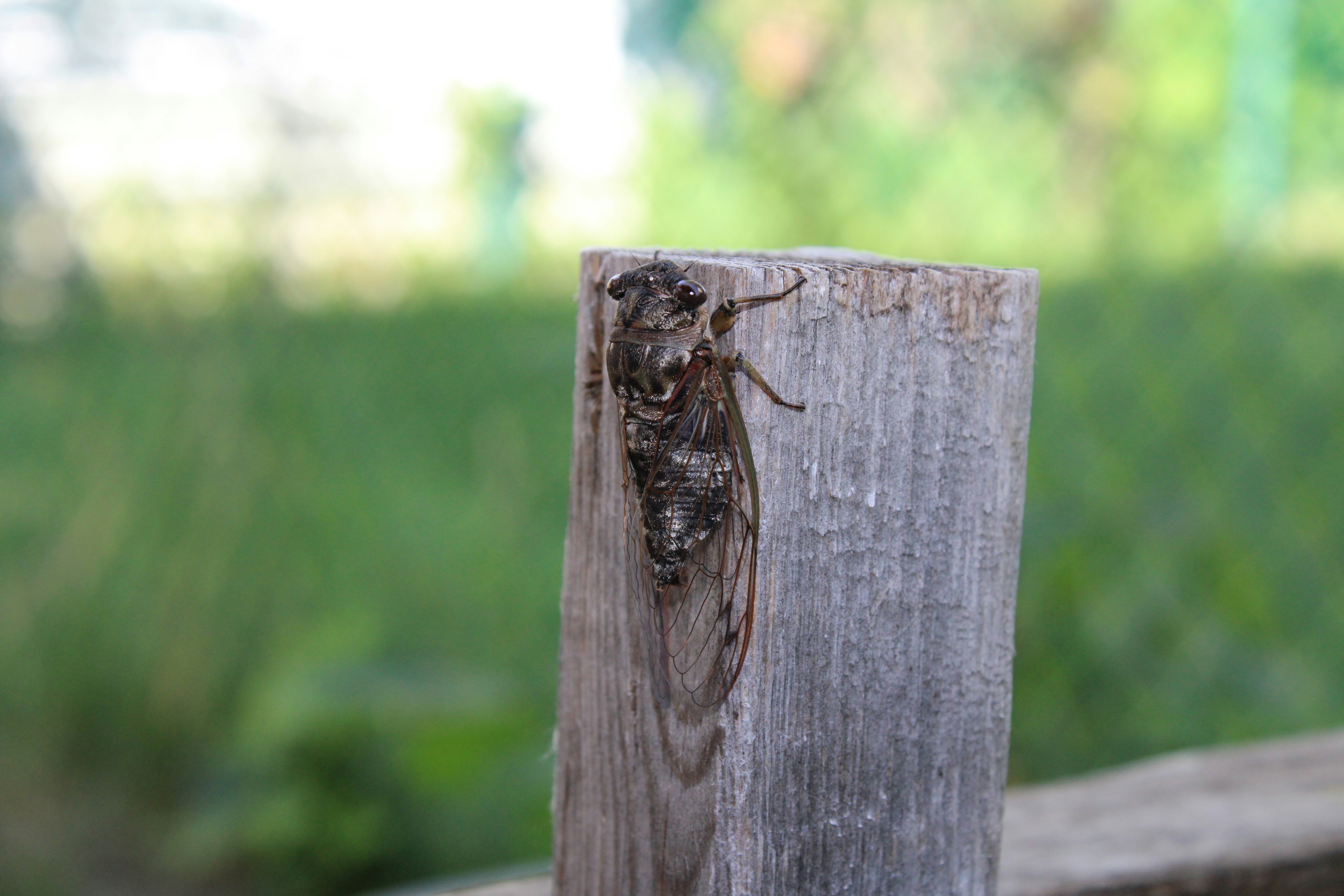 Brown and black insect on brown wooden fence during daytime photo ...