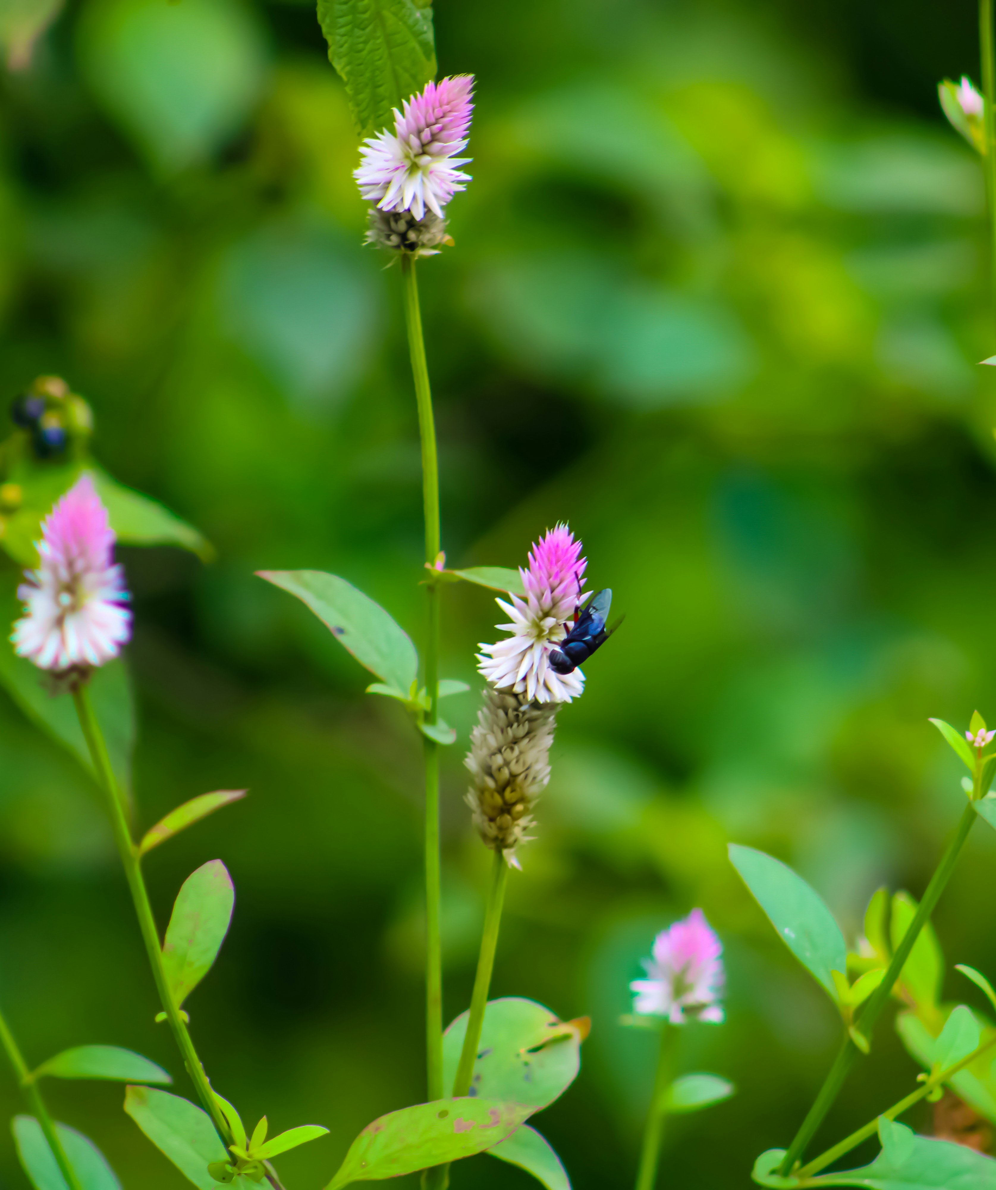 A close-up of delicate pink and white flowers with a bee foraging for nectar, set against a lush green backdrop.