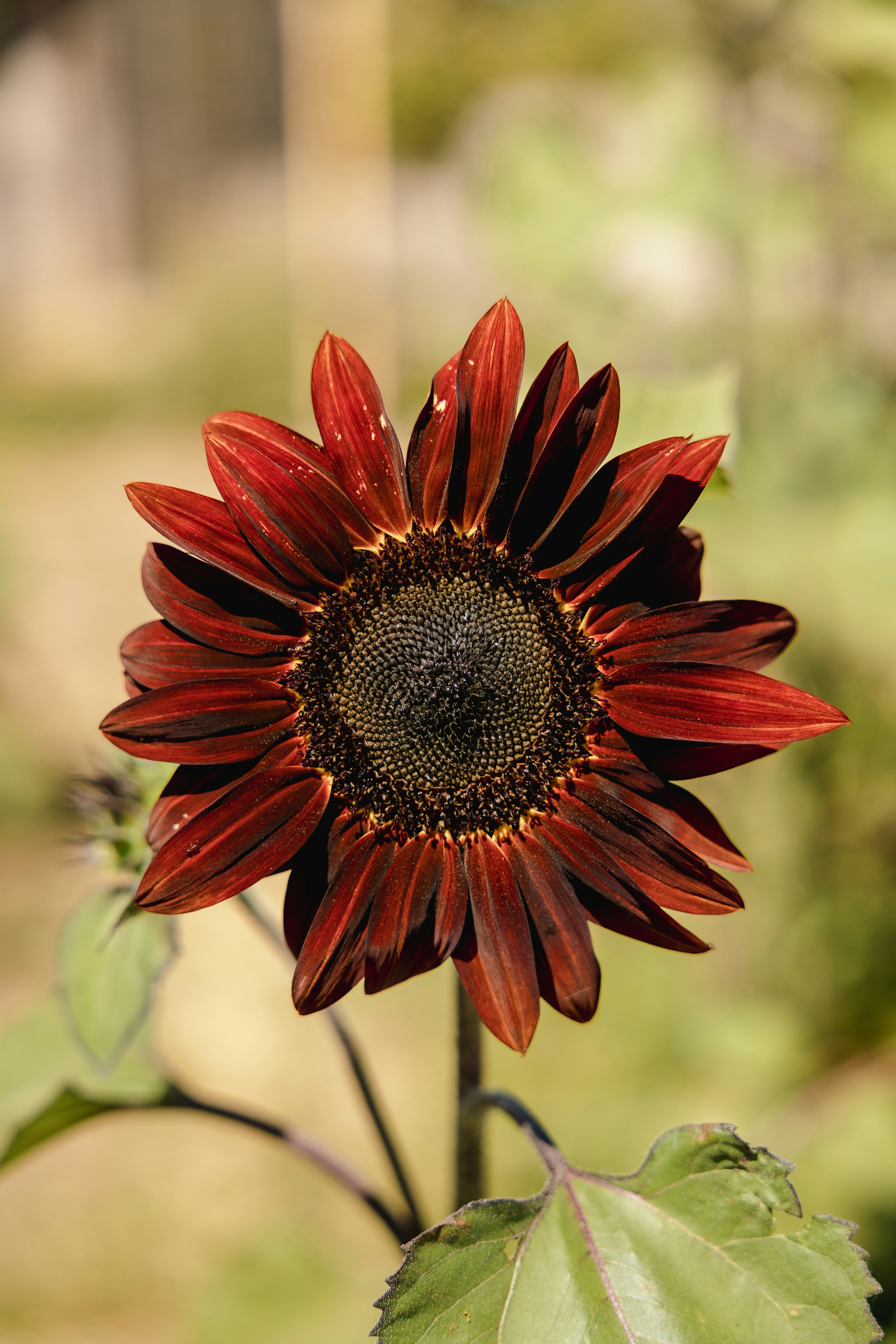 red and yellow flower in tilt shift lens