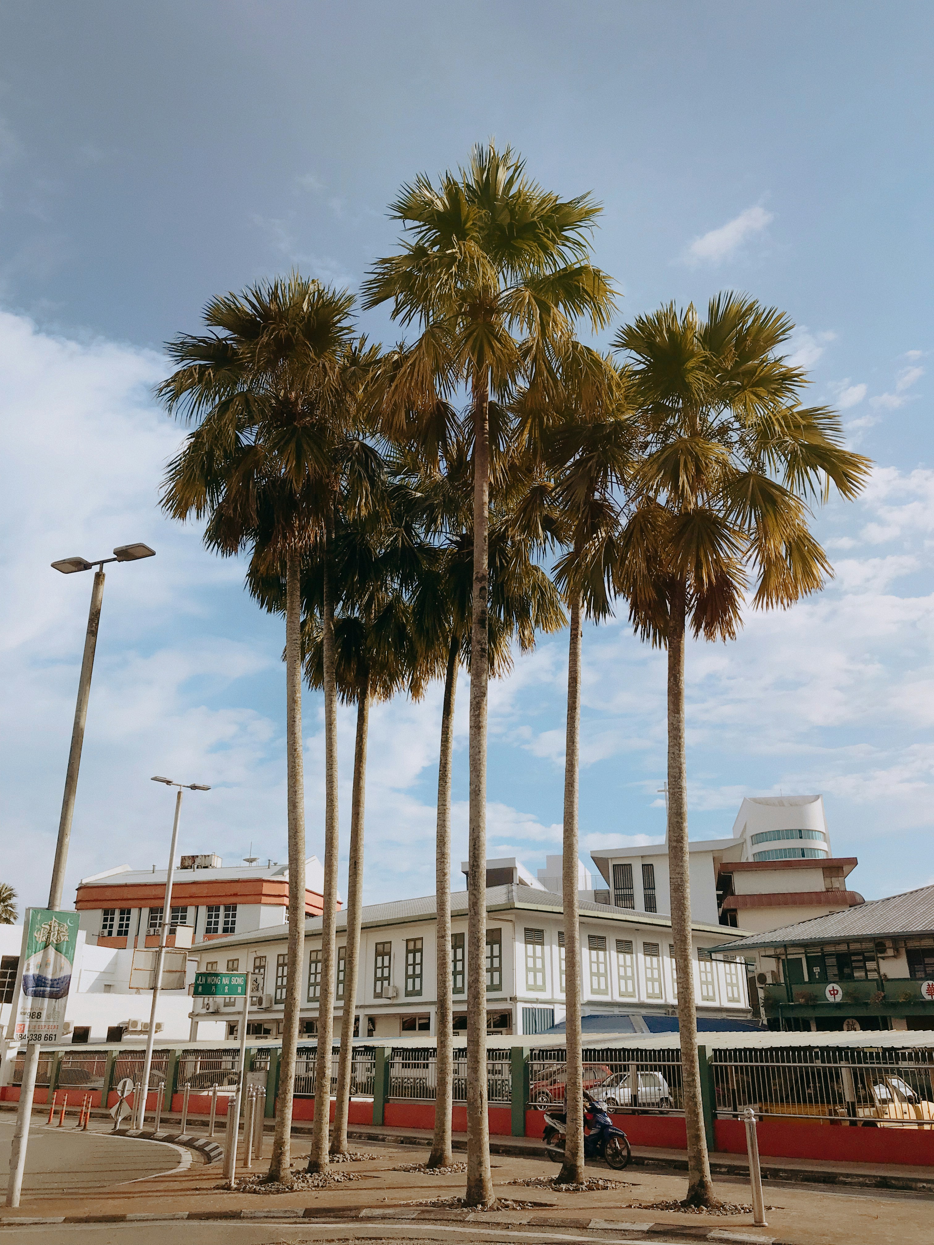 Palm tree near white concrete building during daytime photo – Free ...