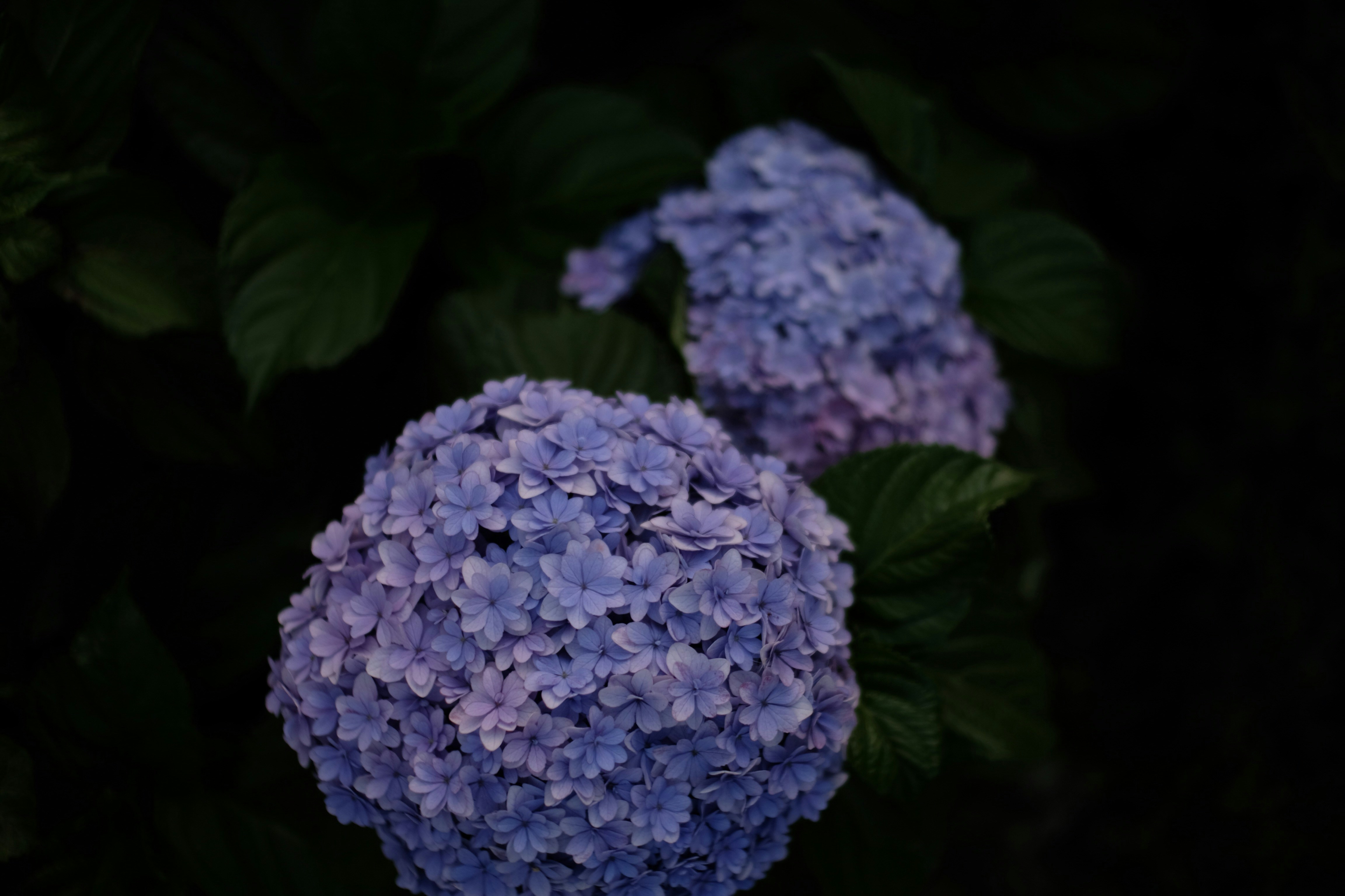 Low-Light Purple Hydrangea: Bloom in Quiet Shade