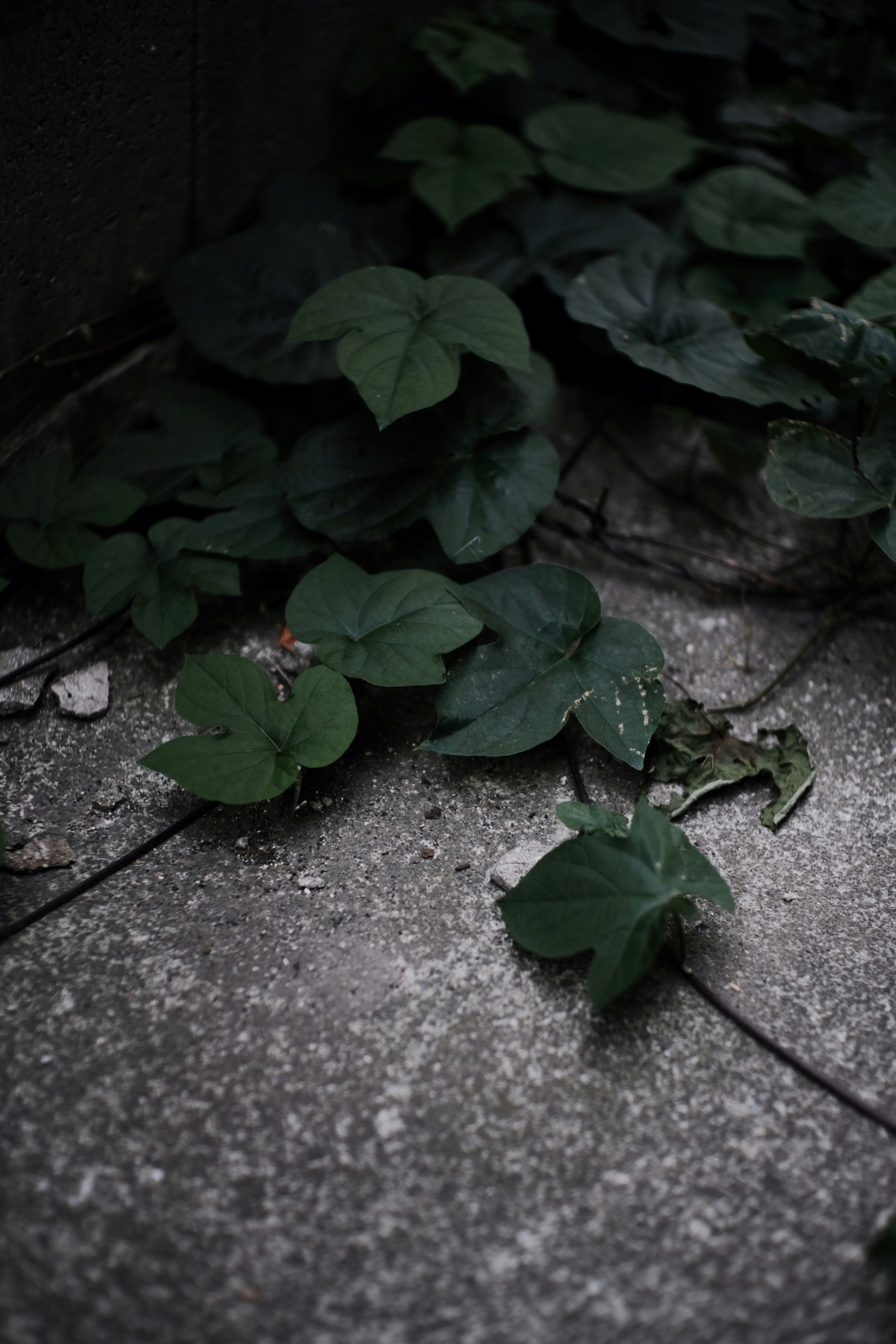 Vines Claim the Concrete Edges