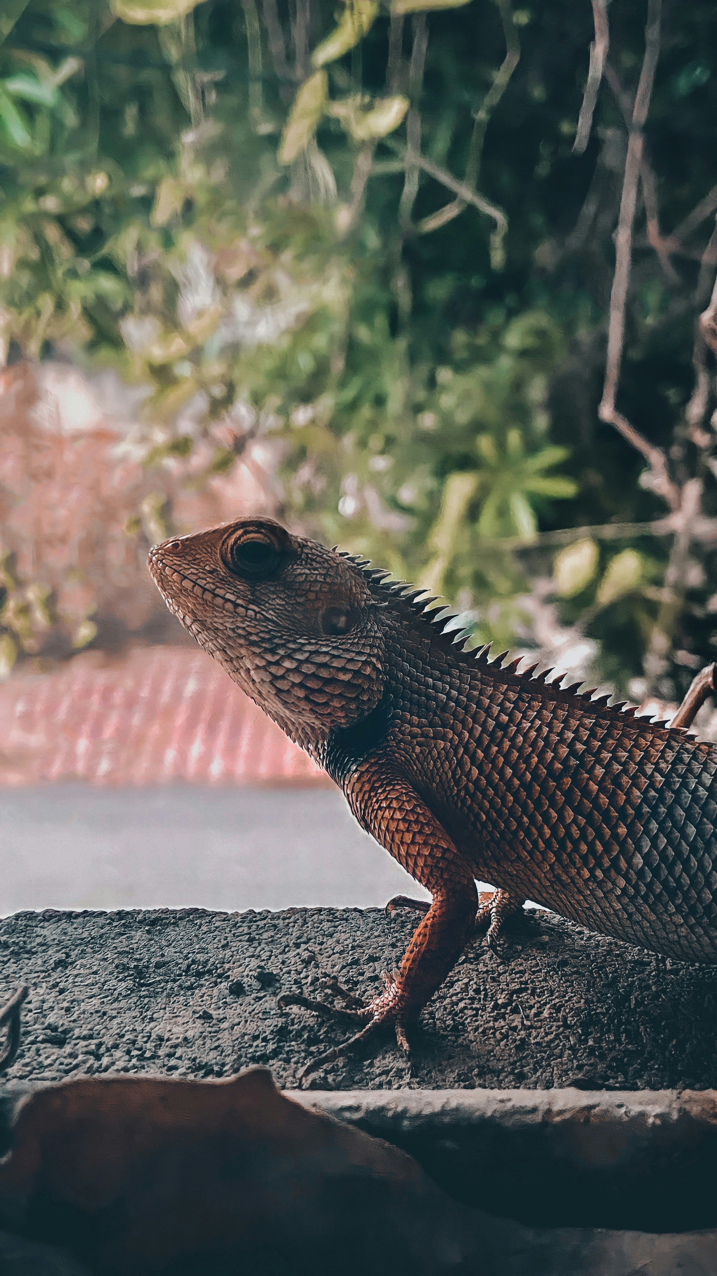 Lizard on the Edge: A Sunlit Portrait with Textured Scales