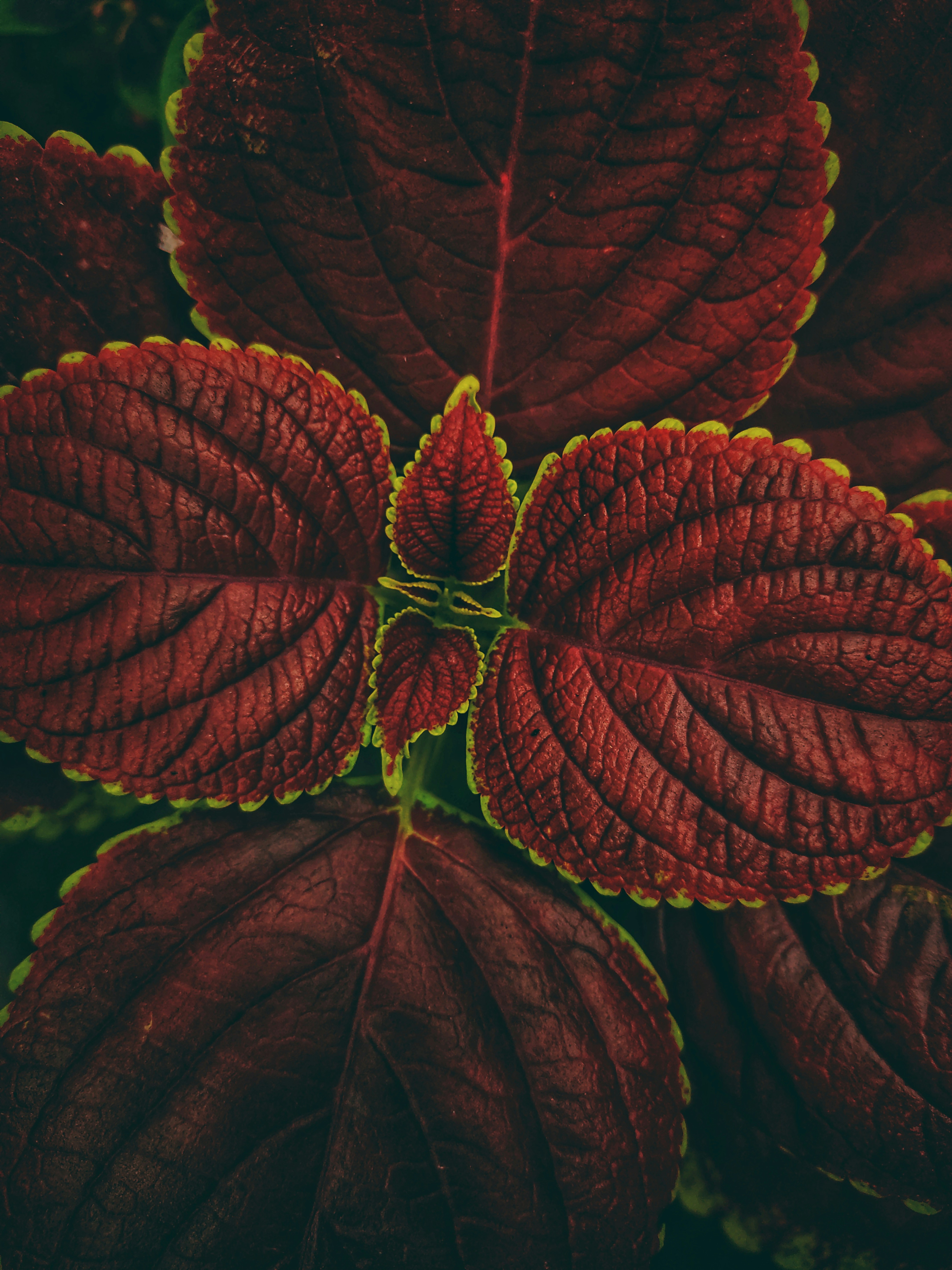Close-up photograph of deep crimson leaves with neon green edges, converging on a tiny central bud.