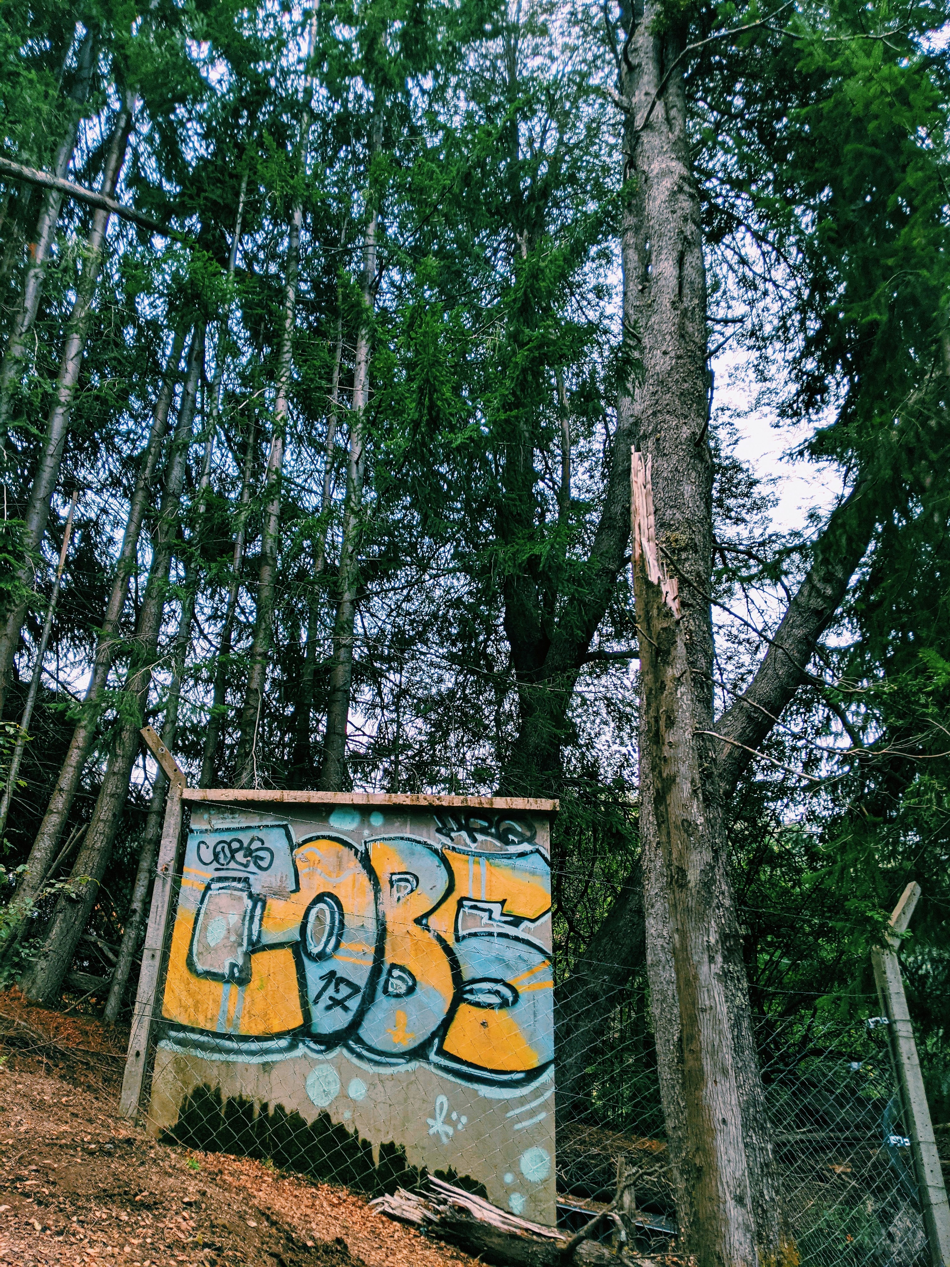 Vivid Graffiti Shelter Amid Tall Pines