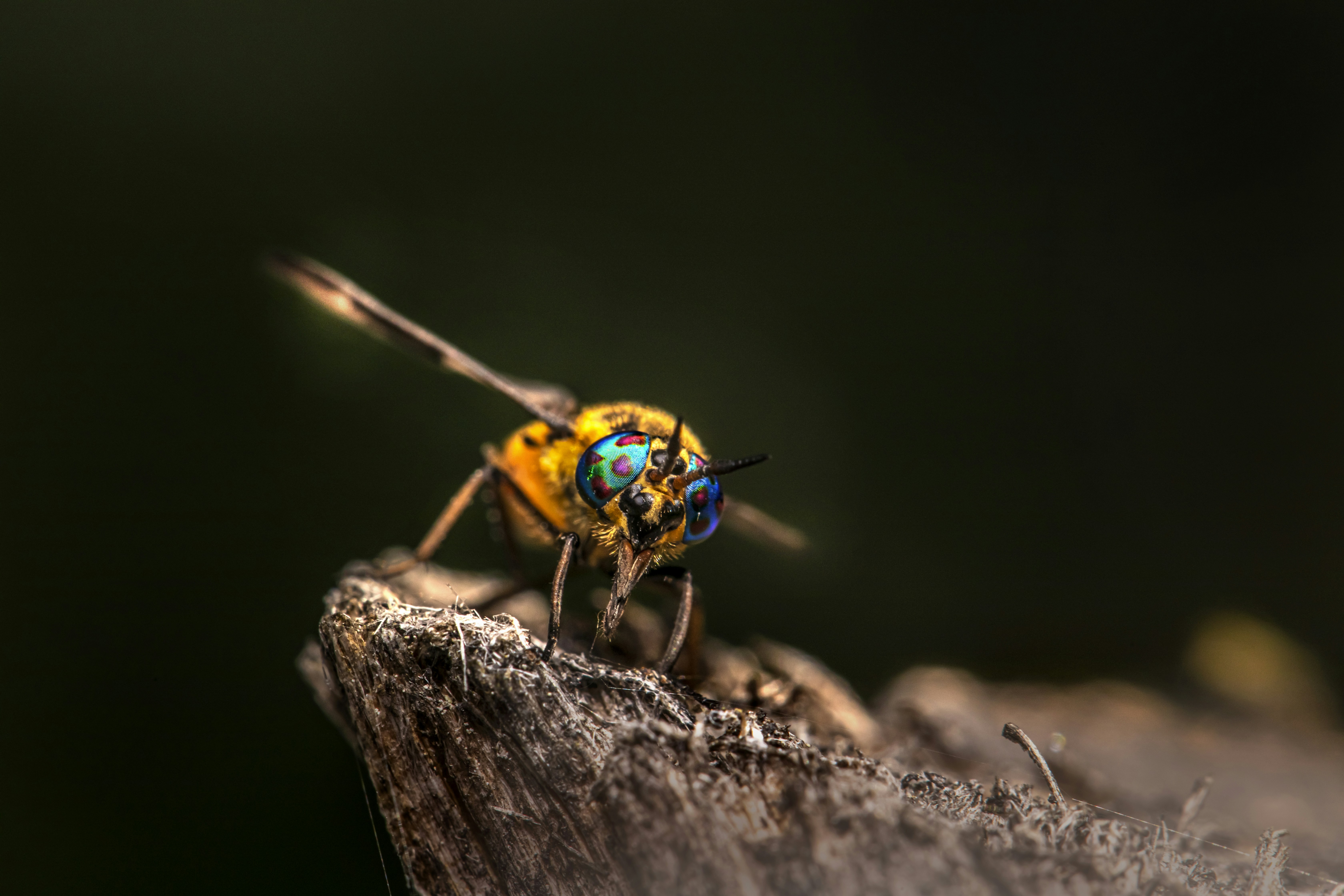 Brown and black insect on brown wood photo – Free Estonia Image on Unsplash