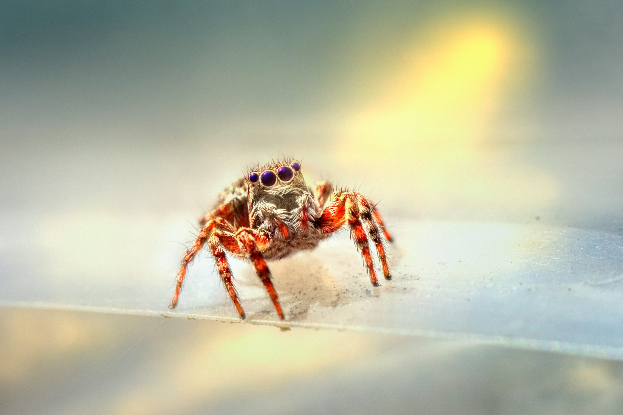 Announcing Palantir's bug bounty program Announcing Palantir's bug bounty program