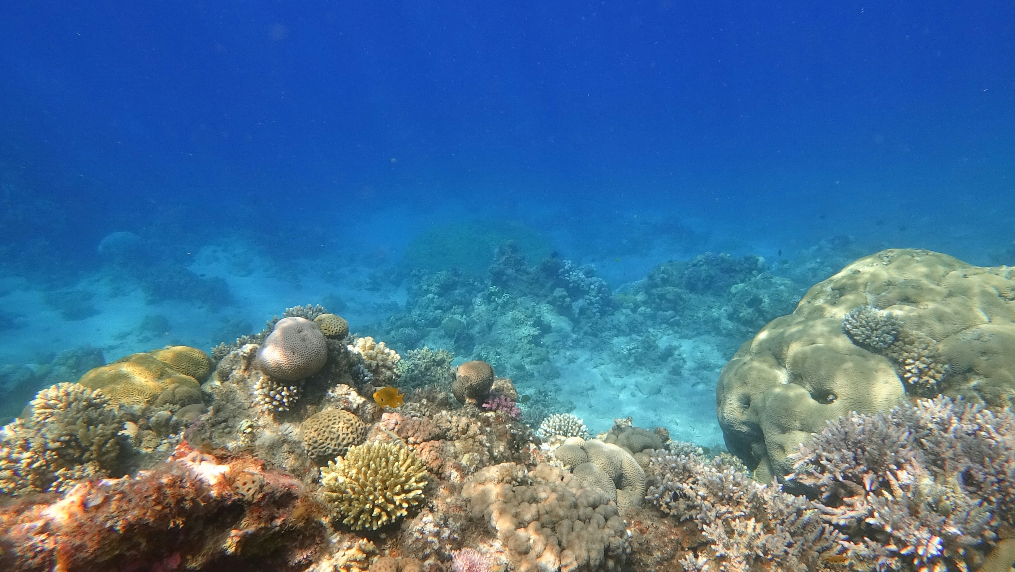 550+ Under The Sea Pictures | Download Free Images on Unsplash