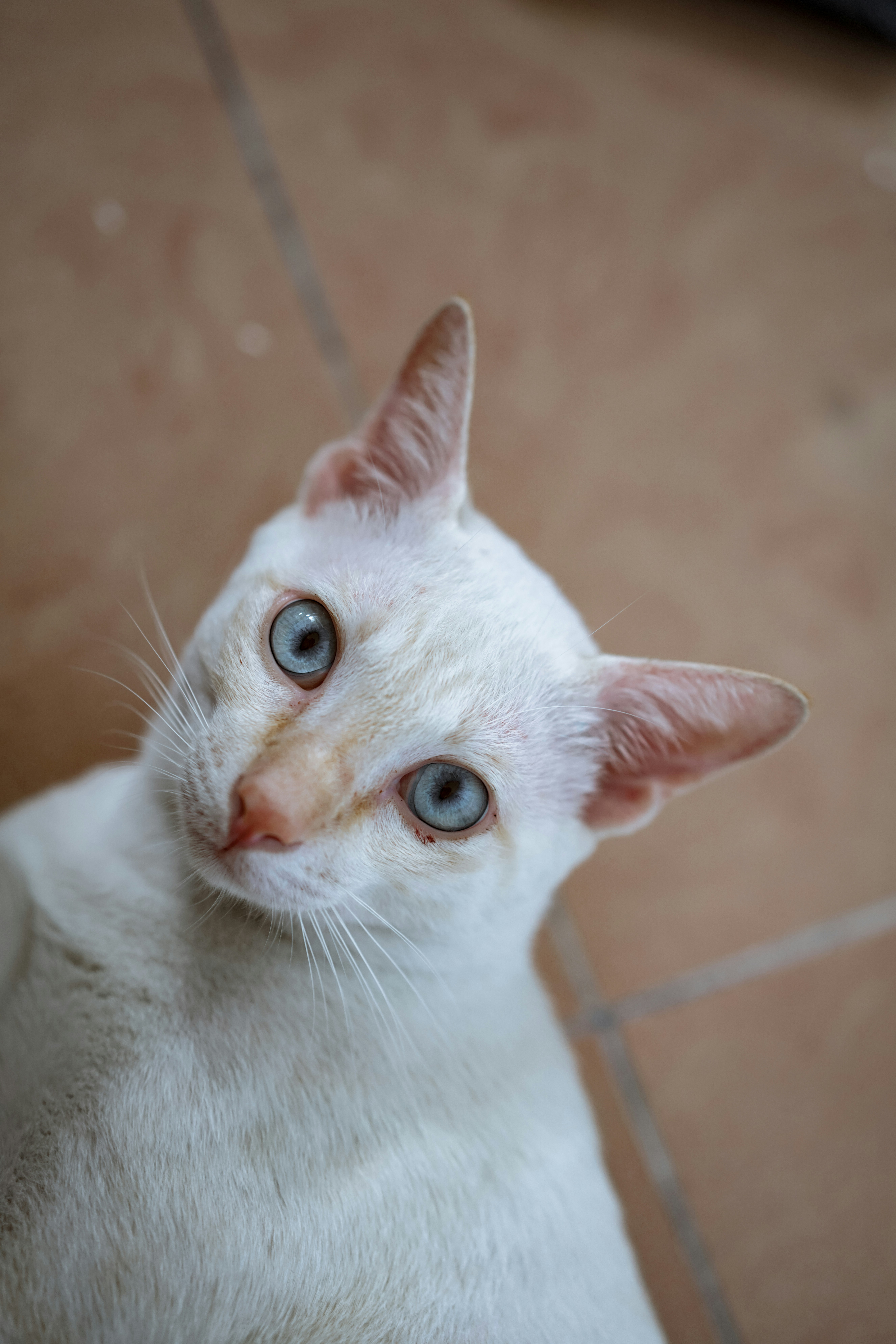 A Curious Gaze from a Feline Friend