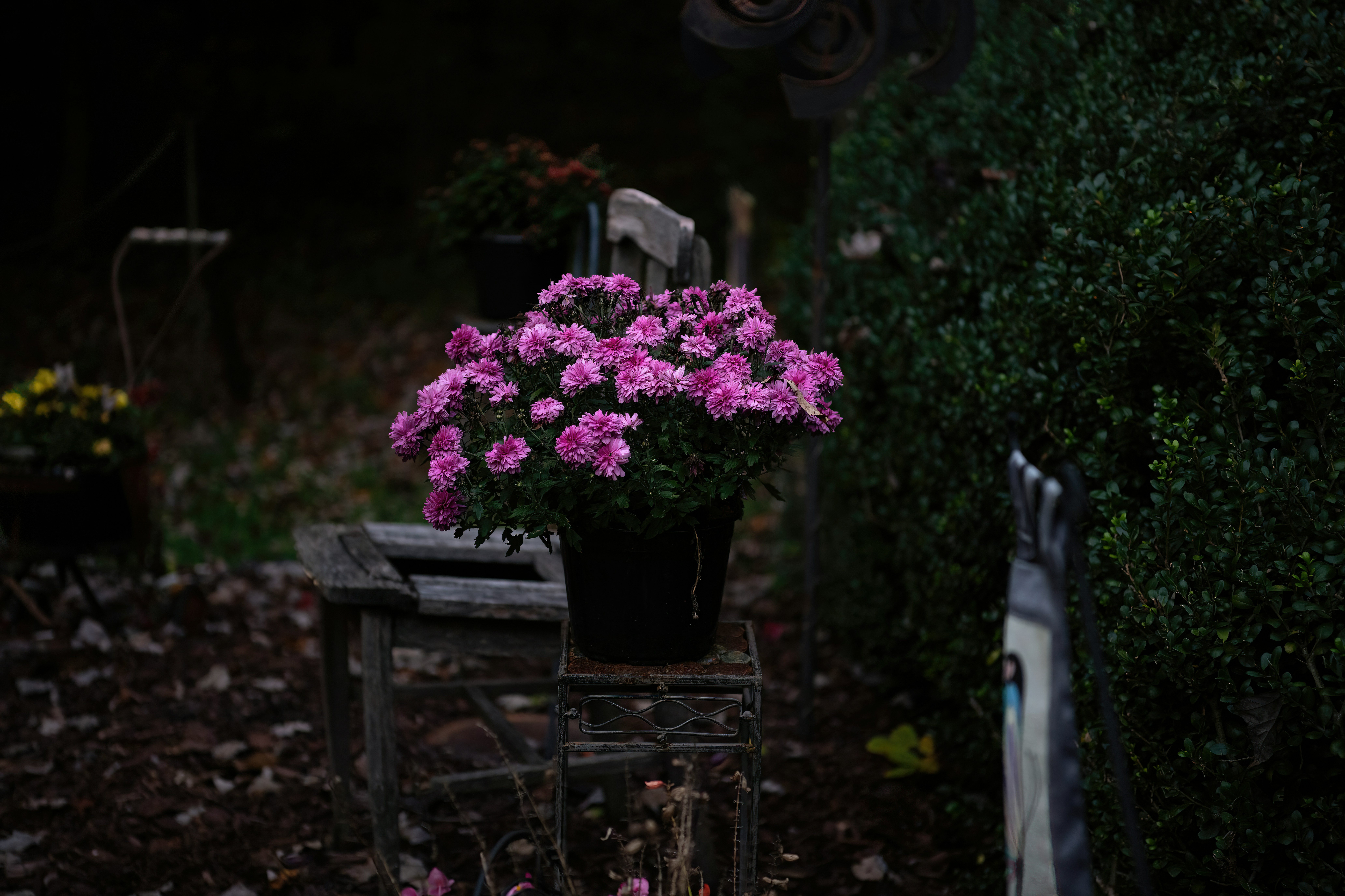 Vibrant pink chrysanthemums in a pot, resting on a rustic wooden bench surrounded by fallen leaves and greenery.